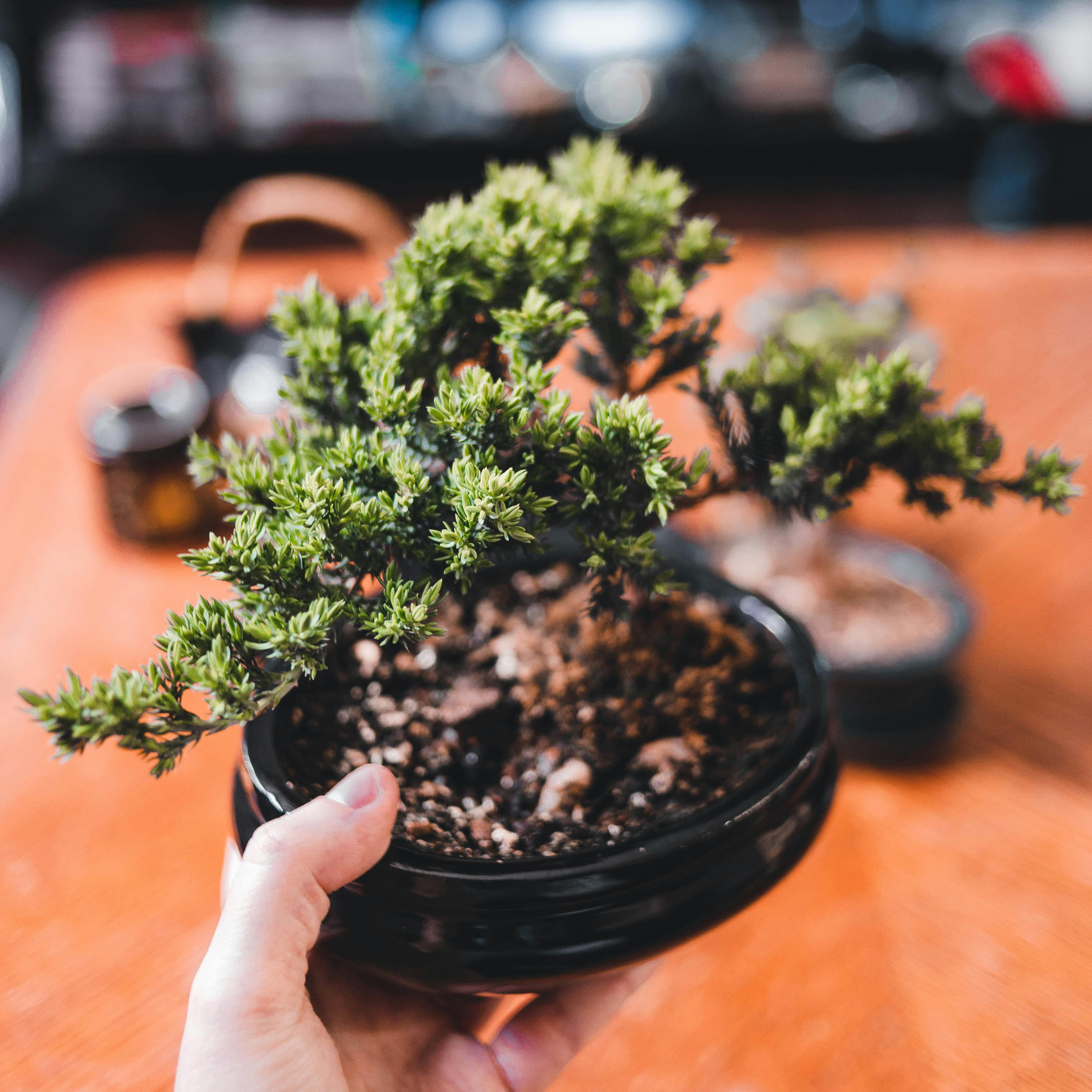 30+ Best Juniper Photos · 100% Free Download · Pexels Stock Photos