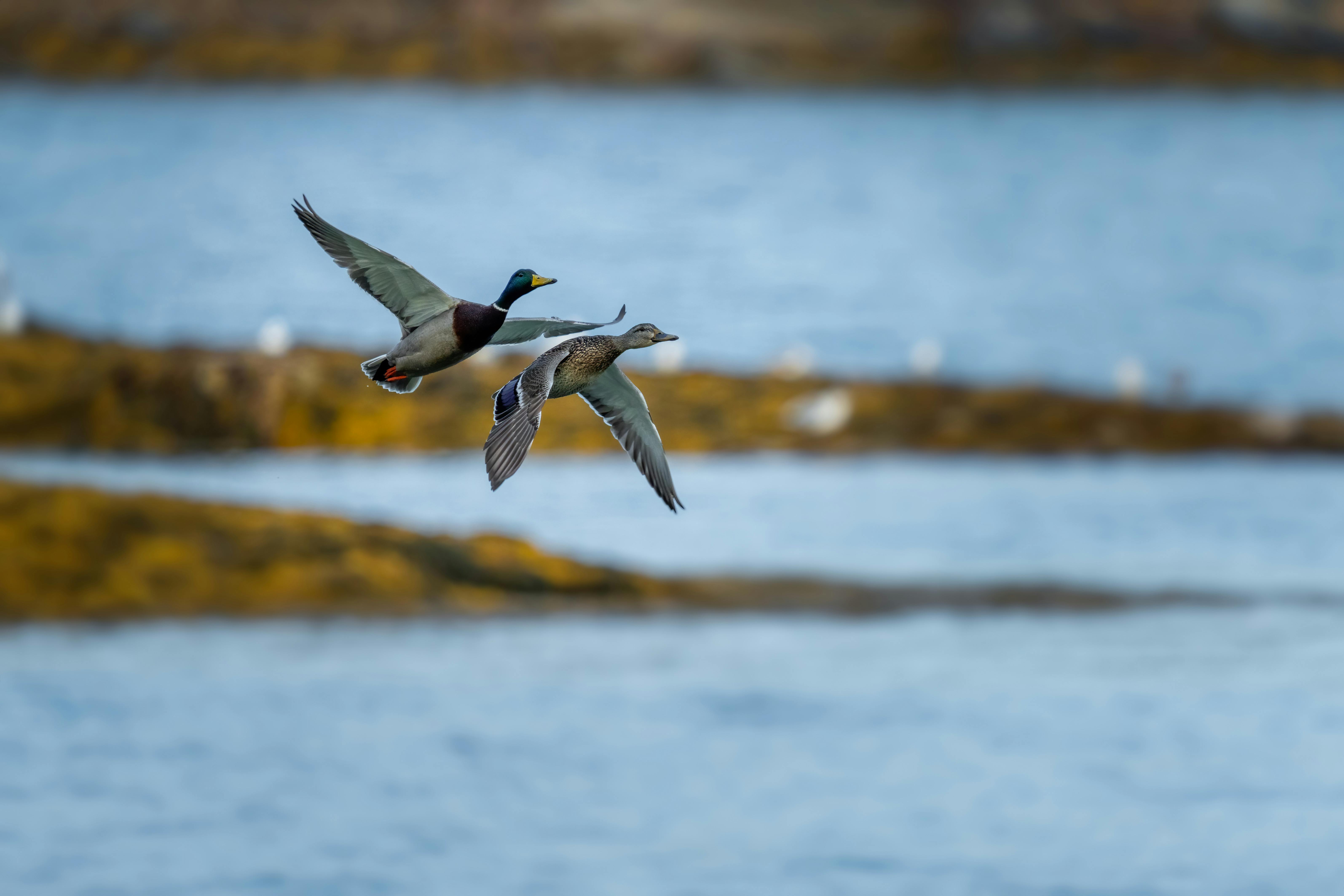 A Mallard Birds Flying · Free Stock Photo