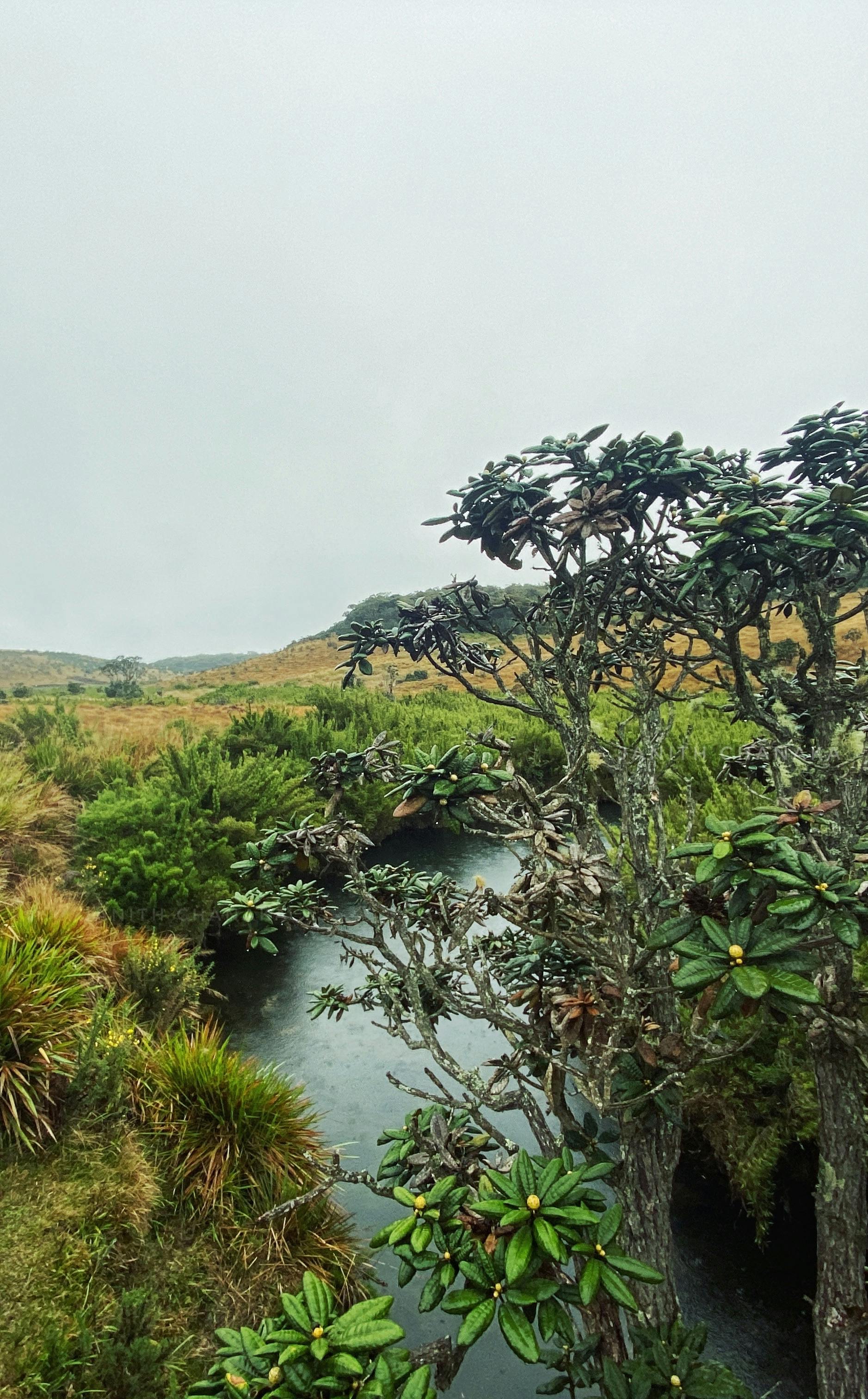 Janith Chanaka - 写真