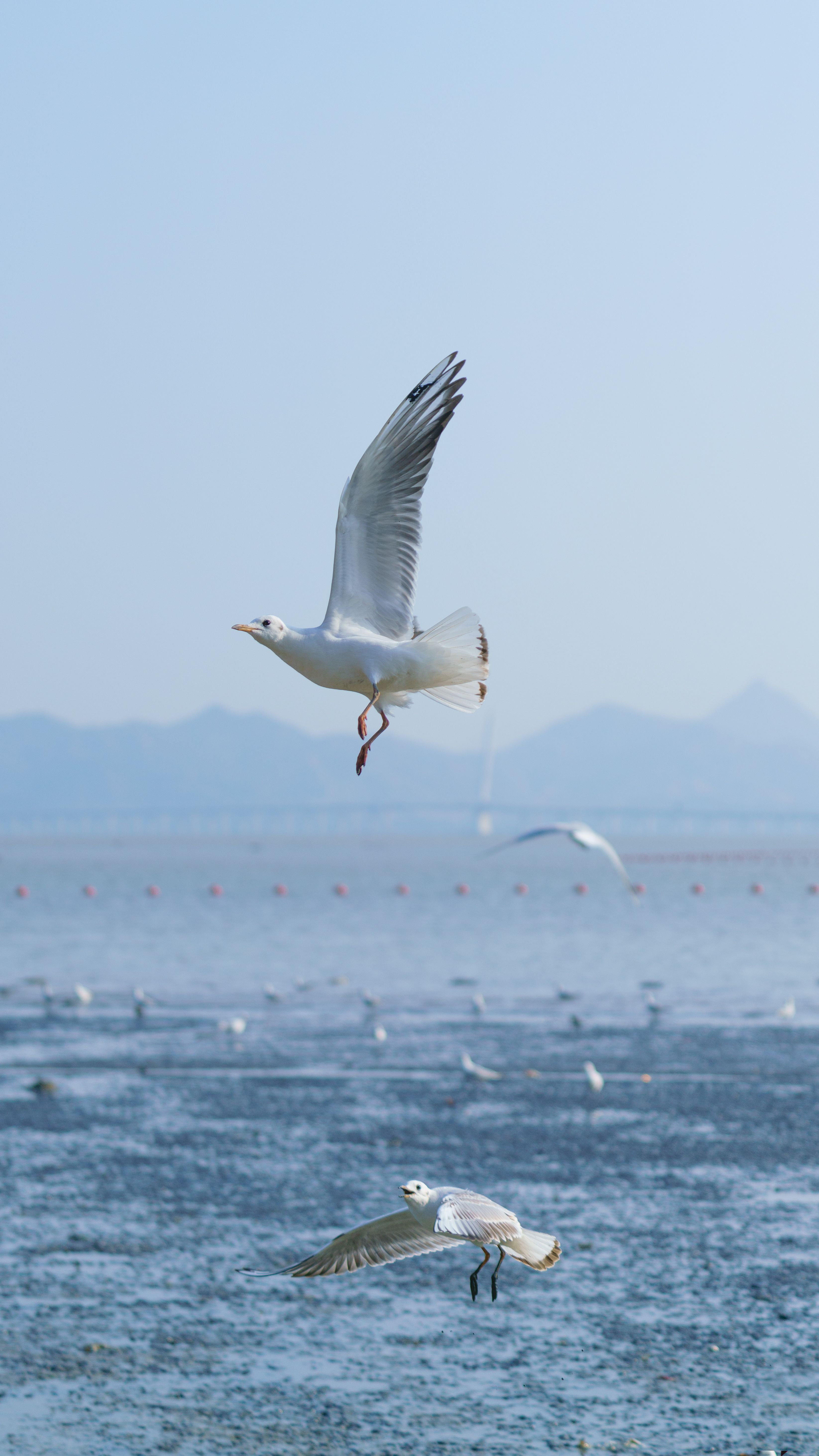 Birds flying over Sea · Free Stock Photo