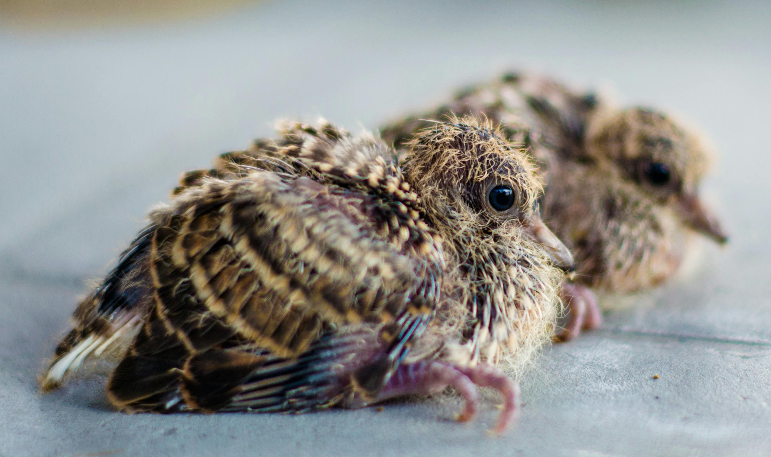 Free stock photo of pawikan, shell, turtle