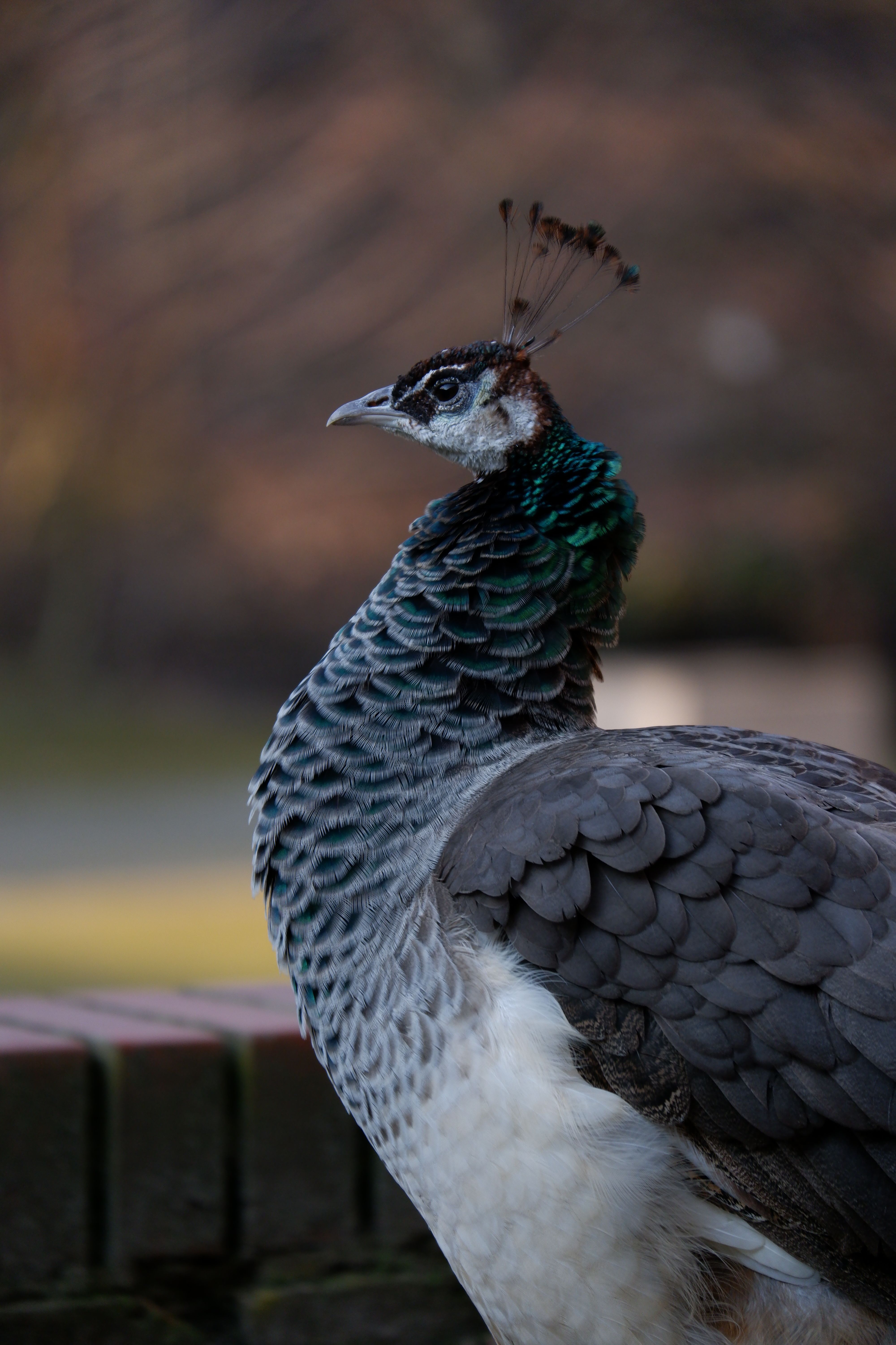 Close-Up Shot of a Peacock · Free Stock Photo