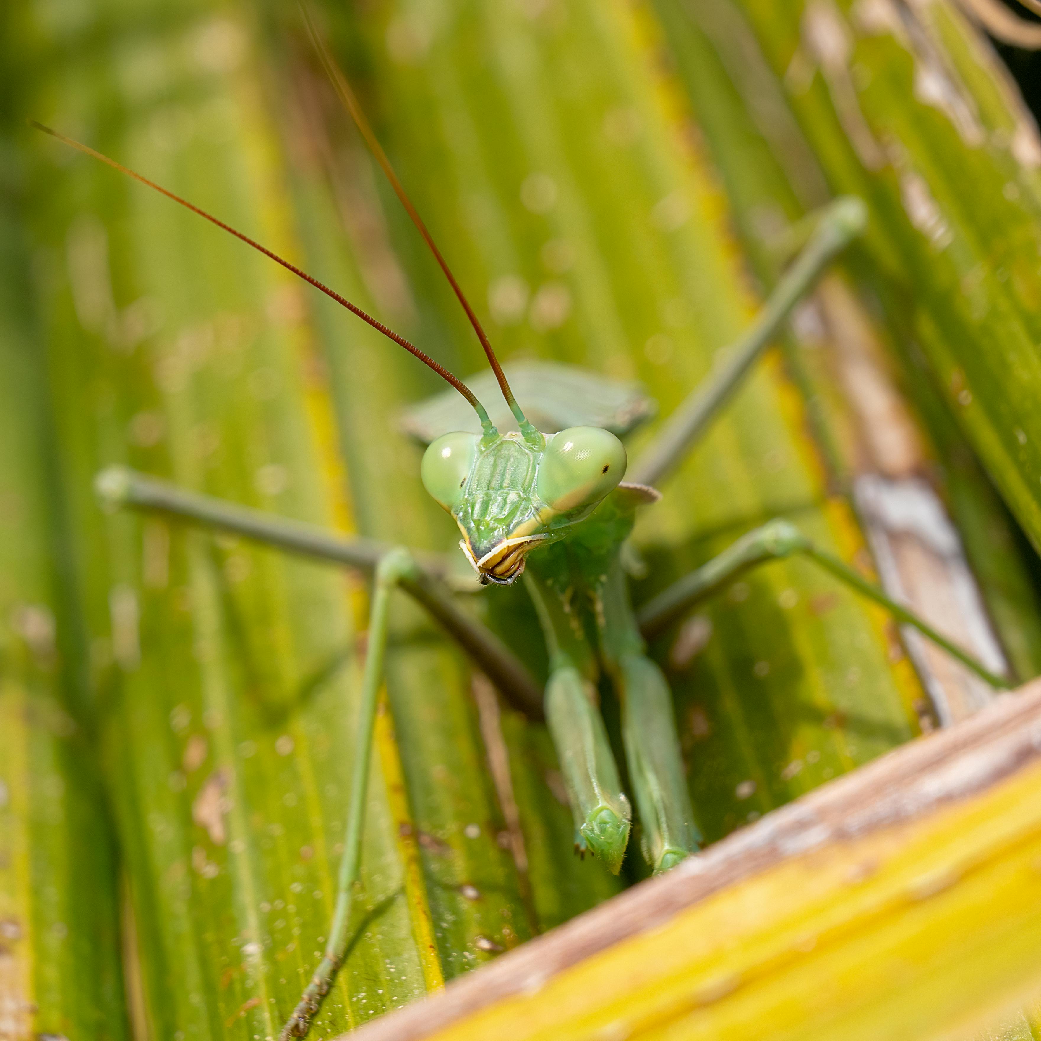 Close-Up Shot of a Praying Mantis · Free Stock Photo