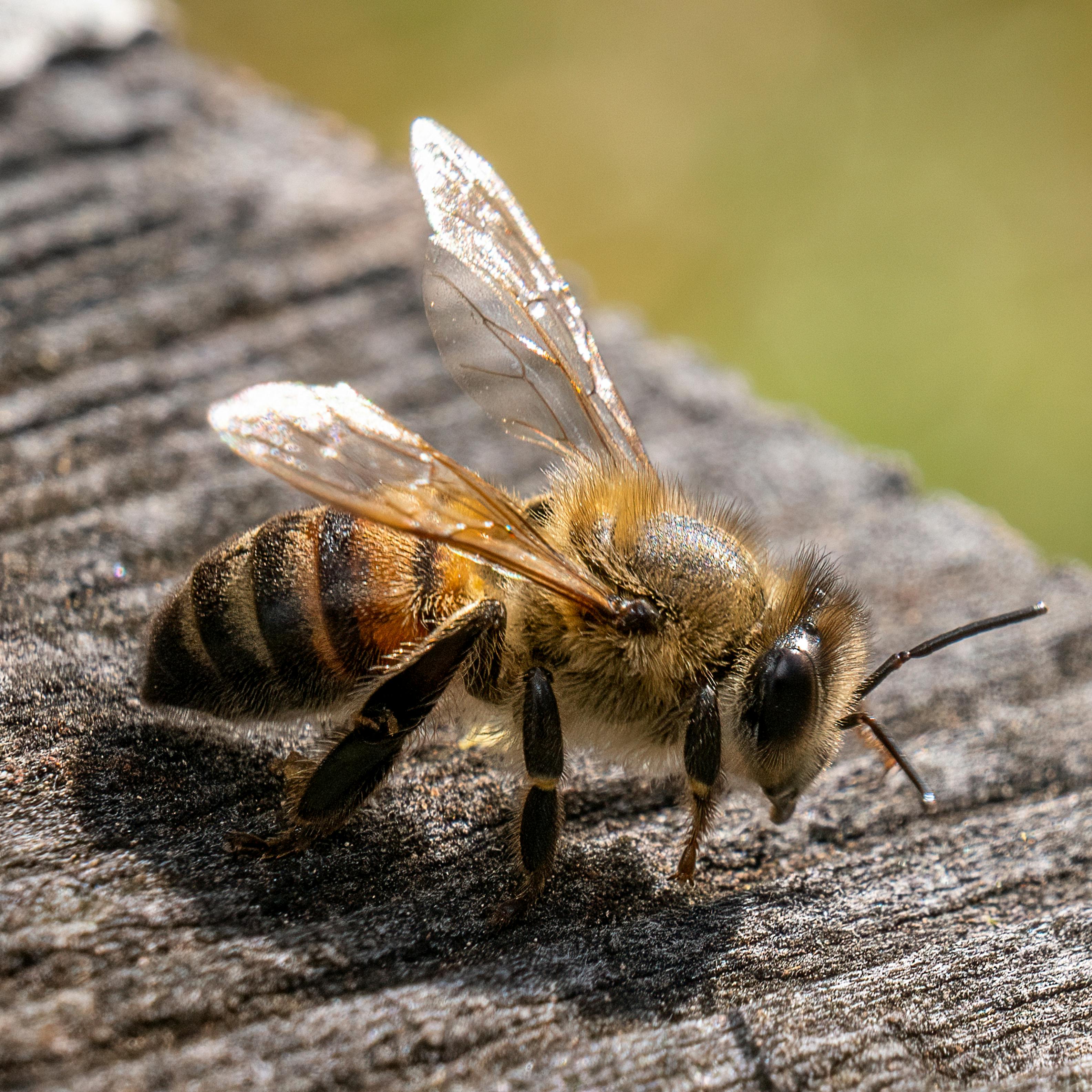 Foto de stock gratuita sobre abeja, animal, de cerca, formato cuadrado ...