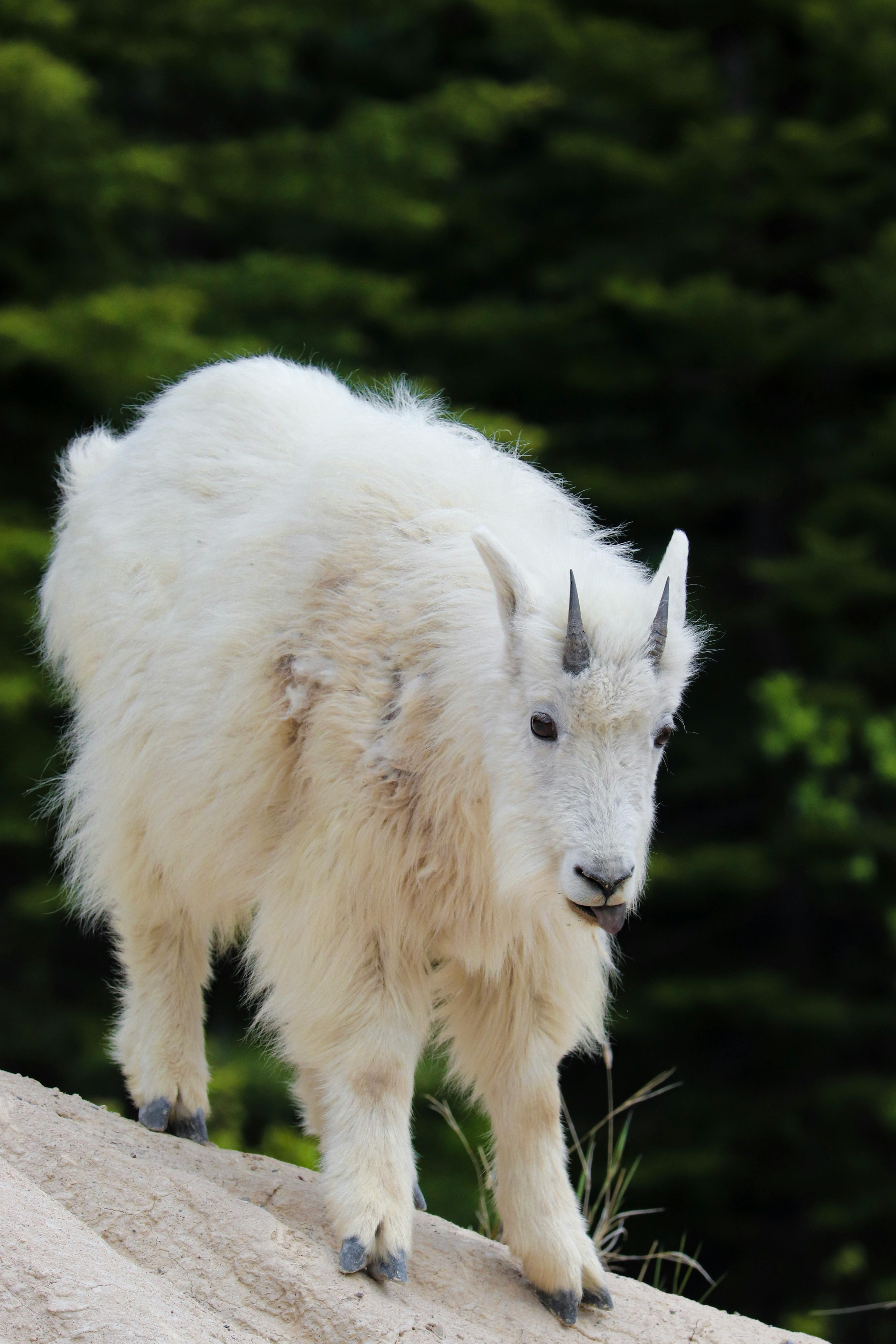 Photo of a Goat · Free Stock Photo