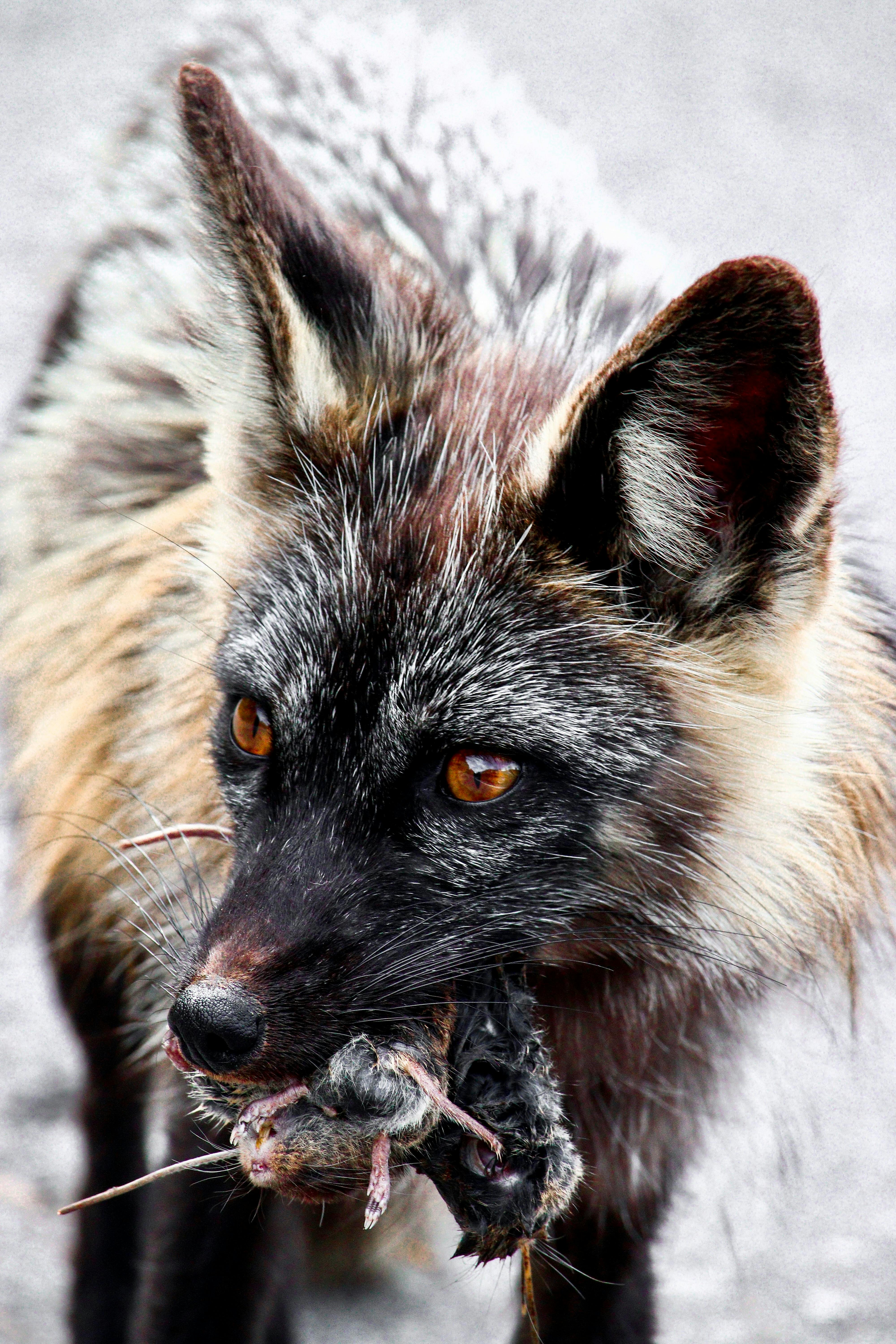 Lunch for Alberta Fox · Free Stock Photo