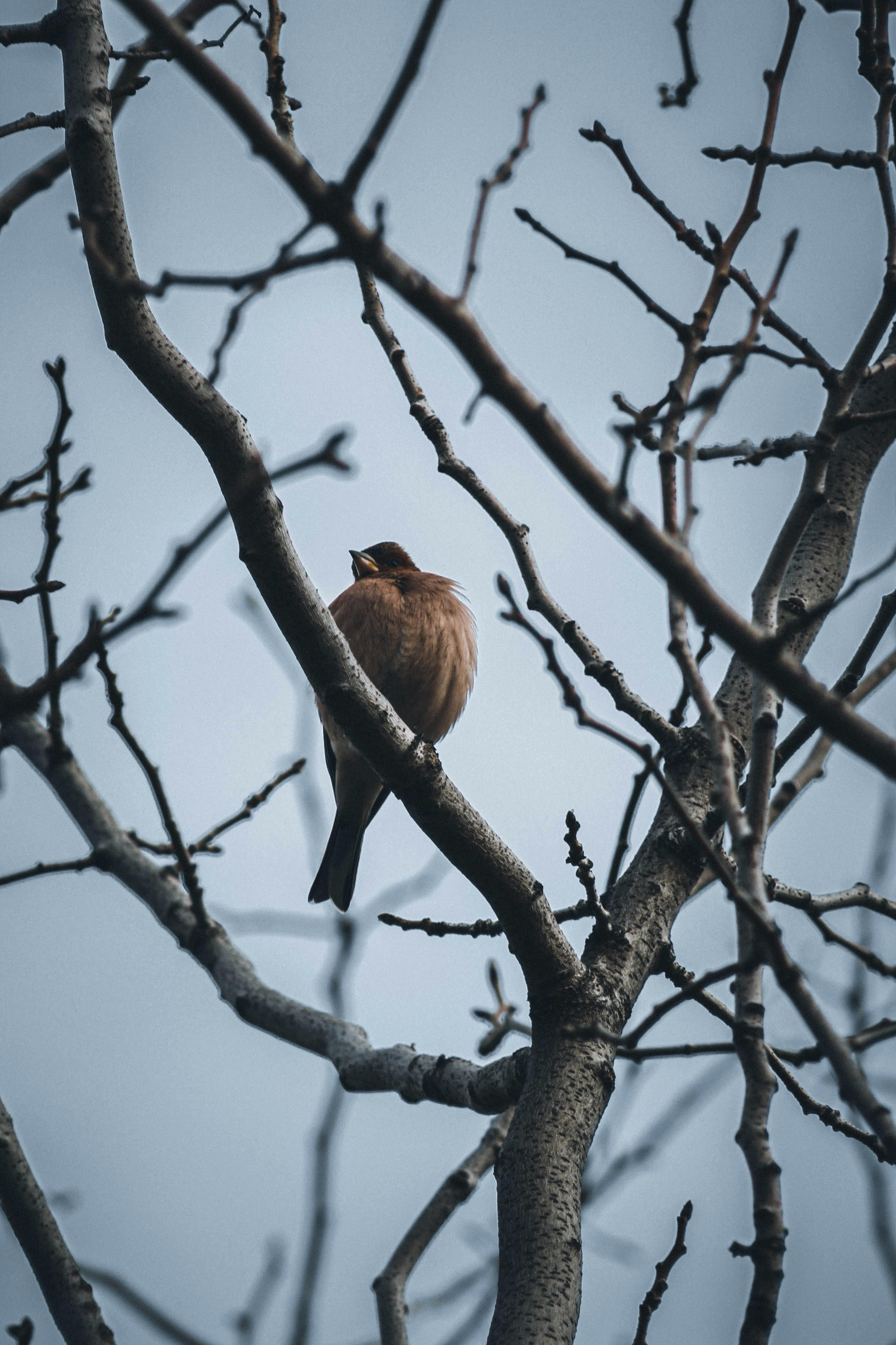 Brown Bird on Tree Branch during Daytime · Free Stock Photo
