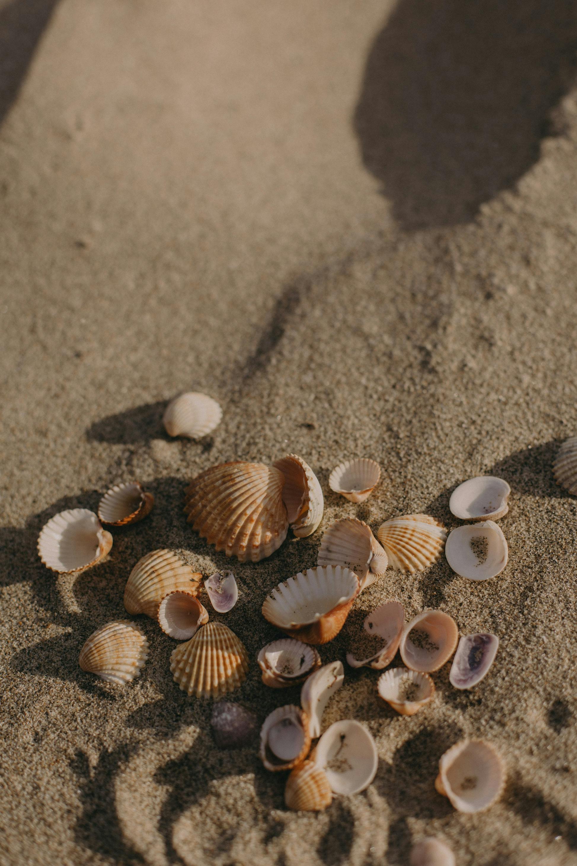 Brown and White Seashells on Brown Sand · Free Stock Photo