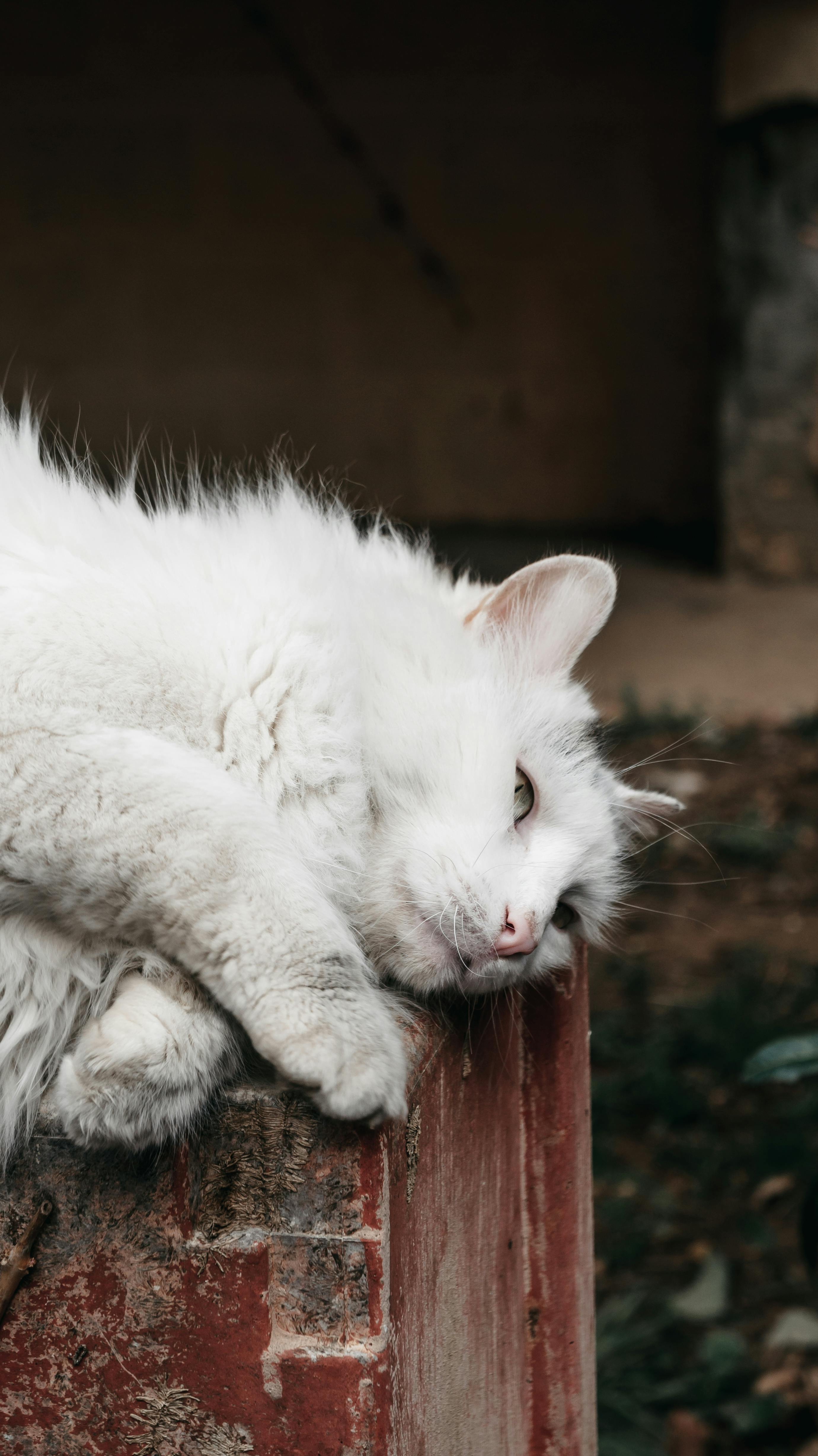 Close Up Photo of a White Cat · Free Stock Photo