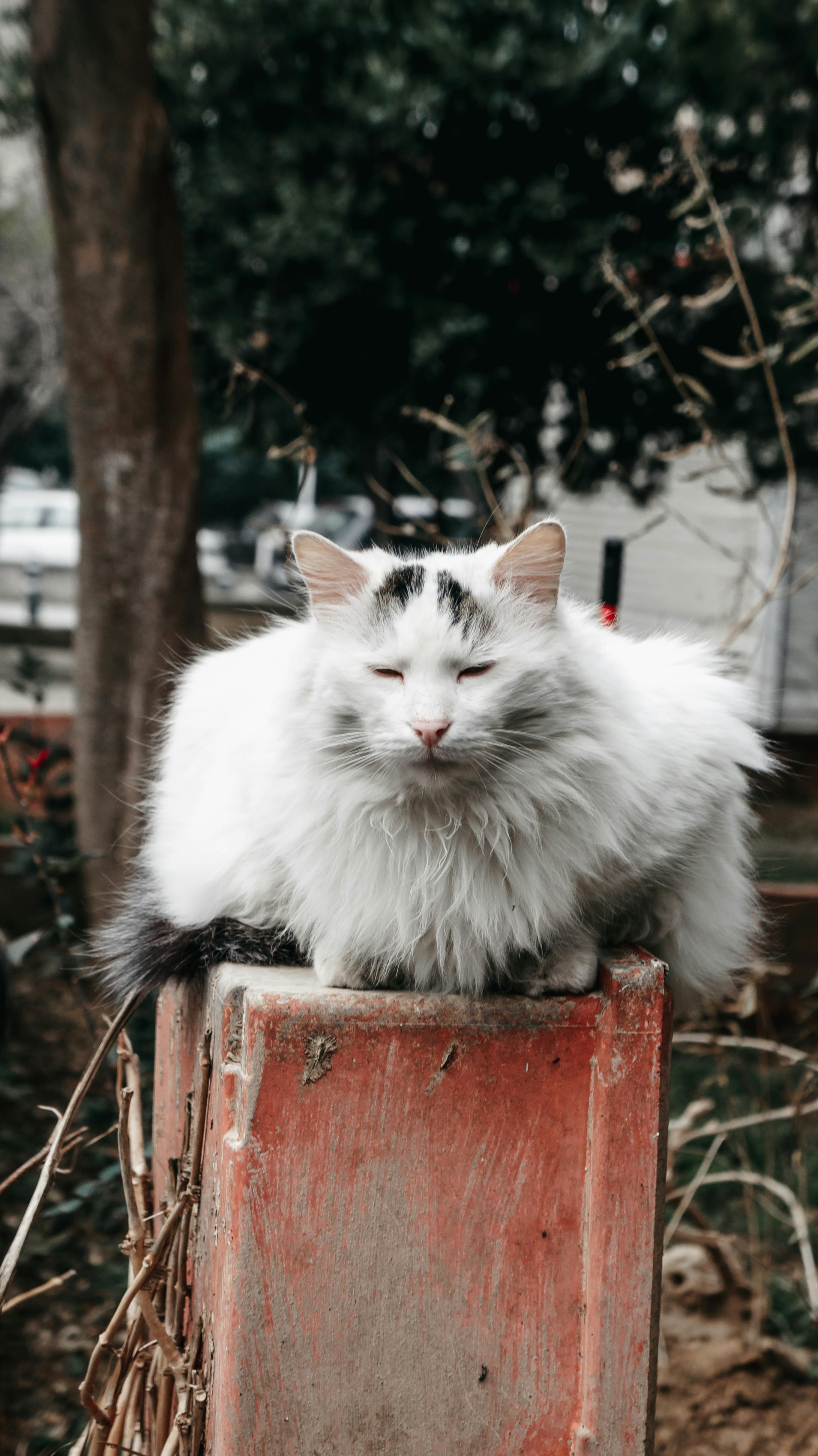 Close-Up Shot of a White Domestic Long-Haired Cat Sitting · Free Stock ...