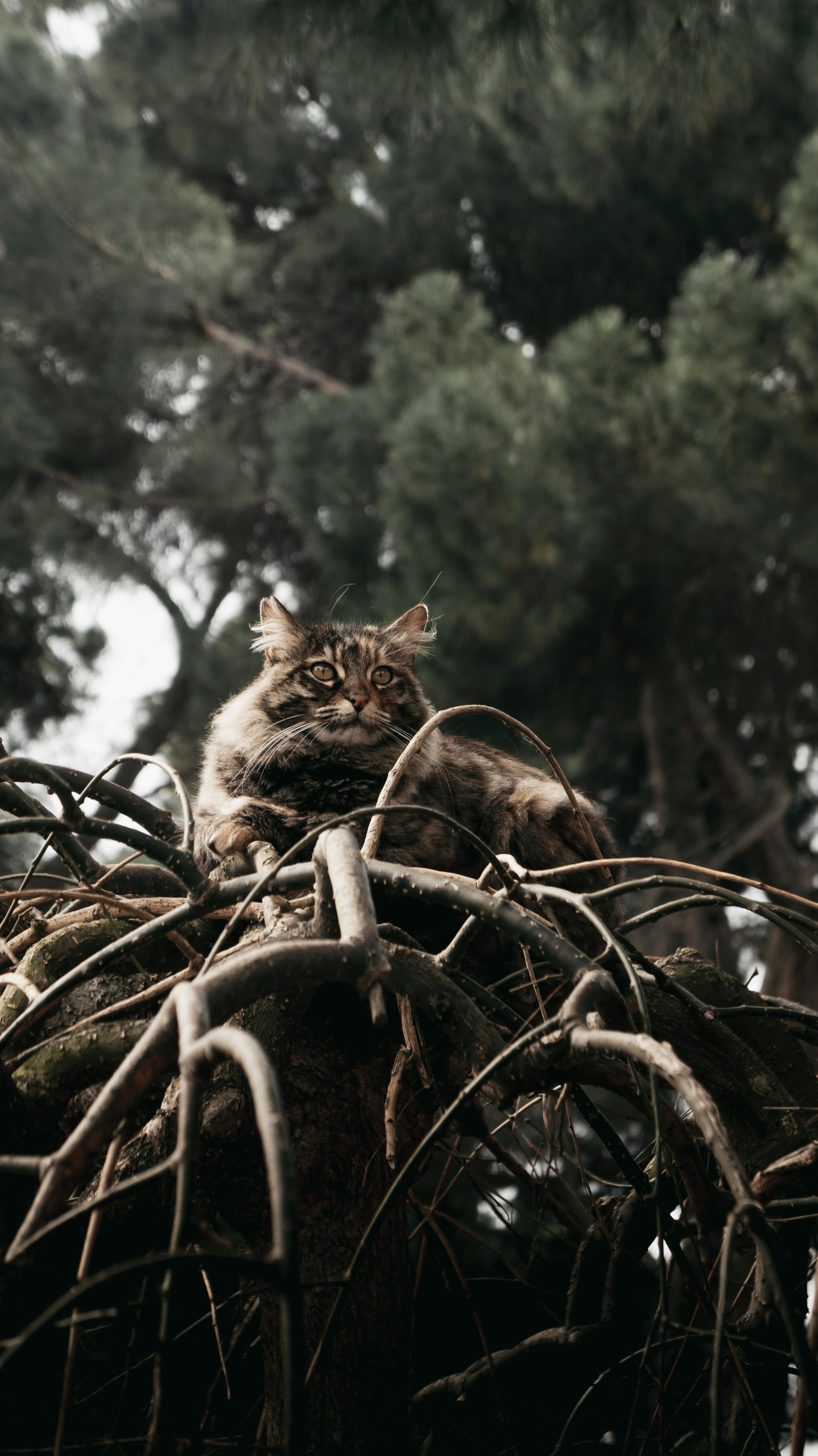 Magic Roots Photos, Download Free Magic Roots Stock Photos & HD Images