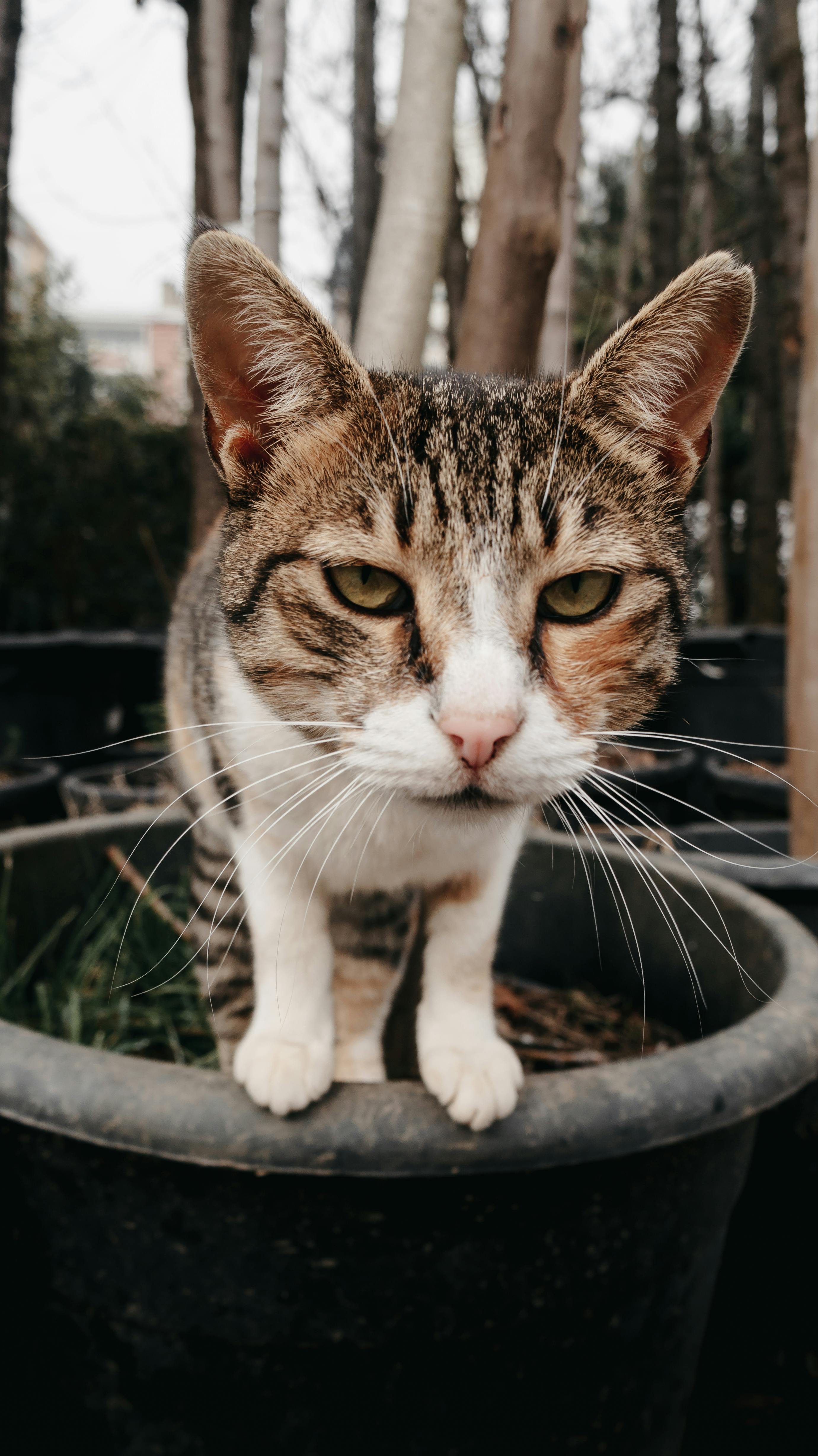 Ikbal Alahmad - Photography