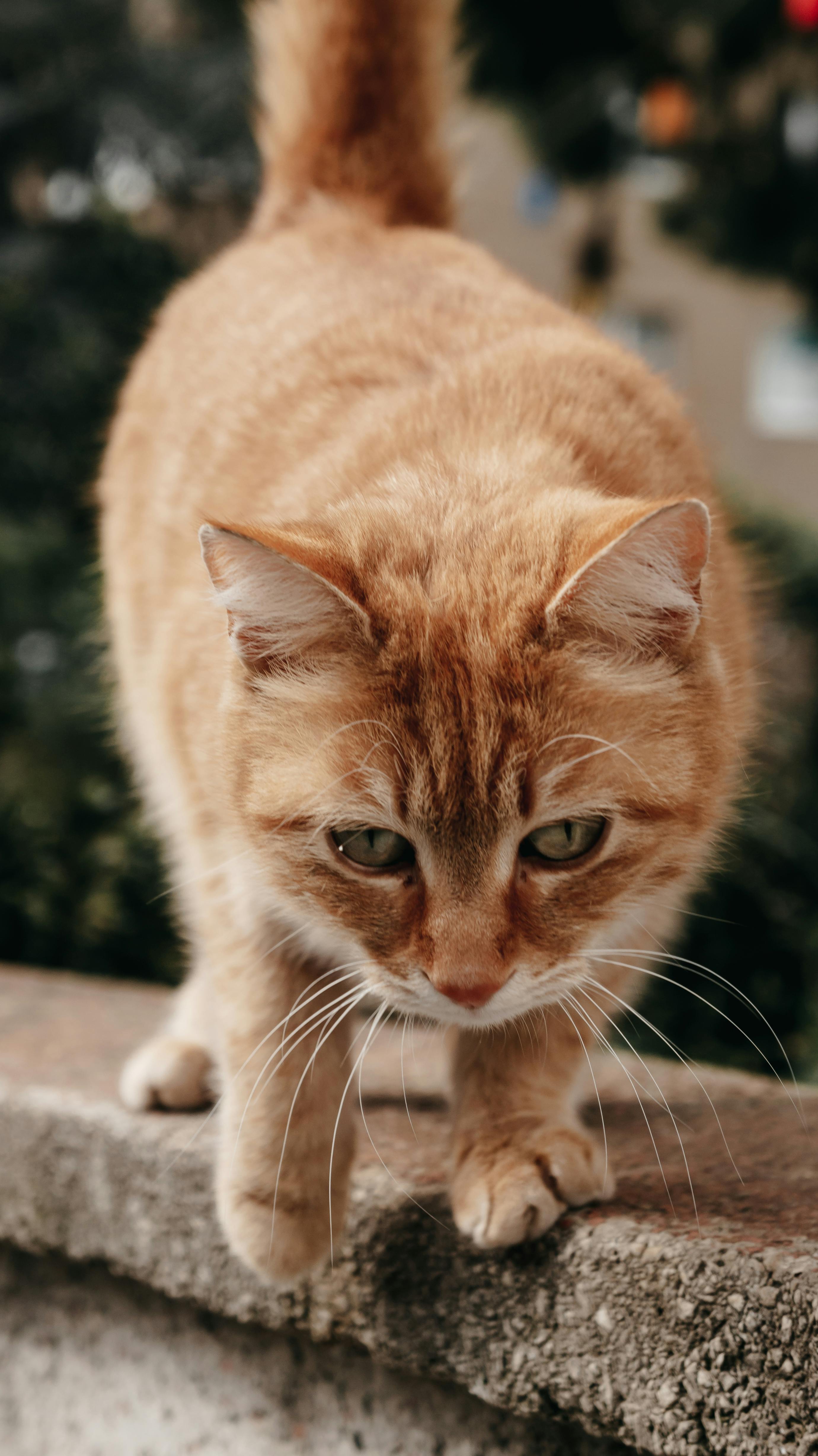 Ikbal Alahmad - Photography