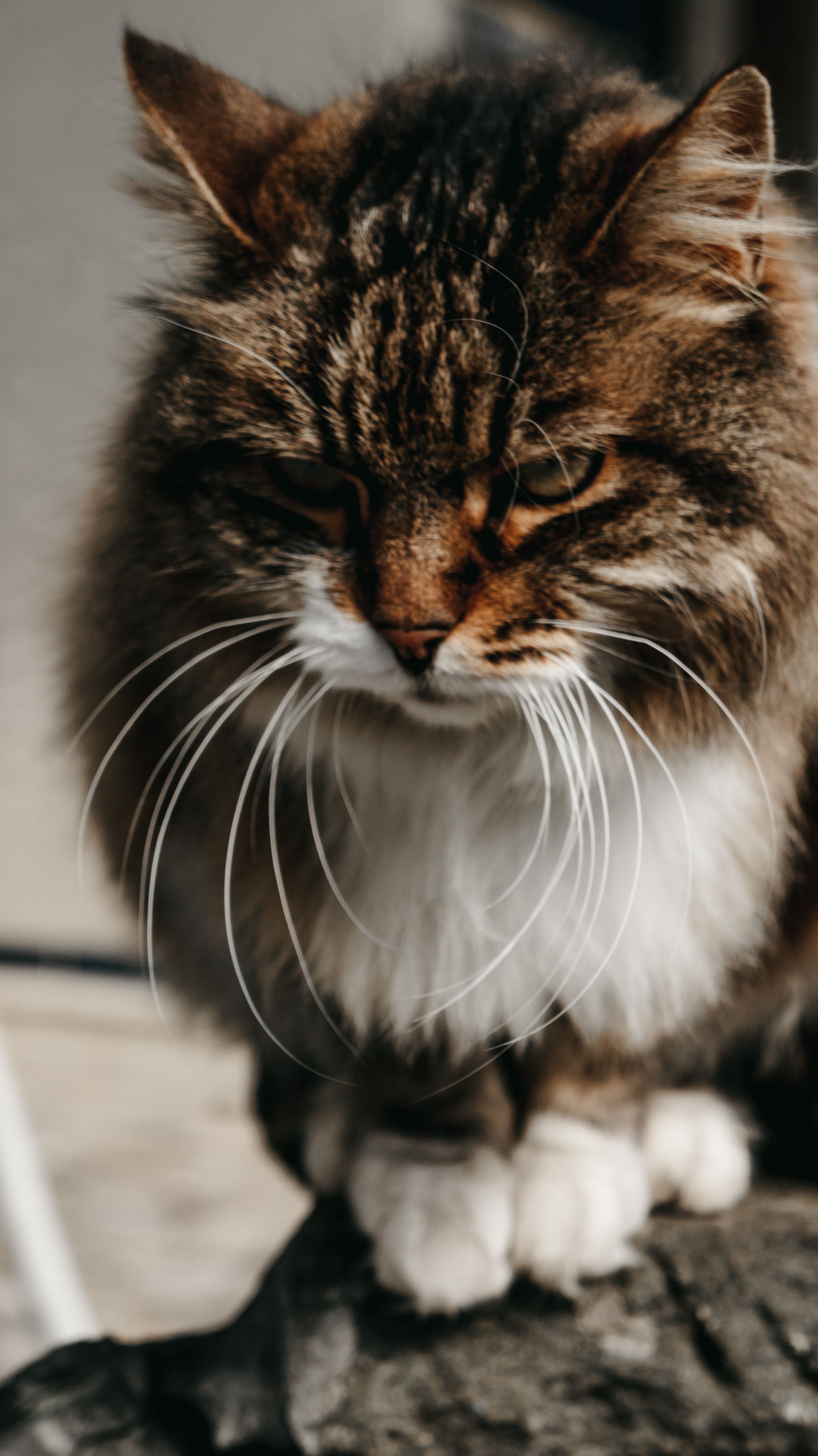 Close Up Photography of a Cat · Free Stock Photo
