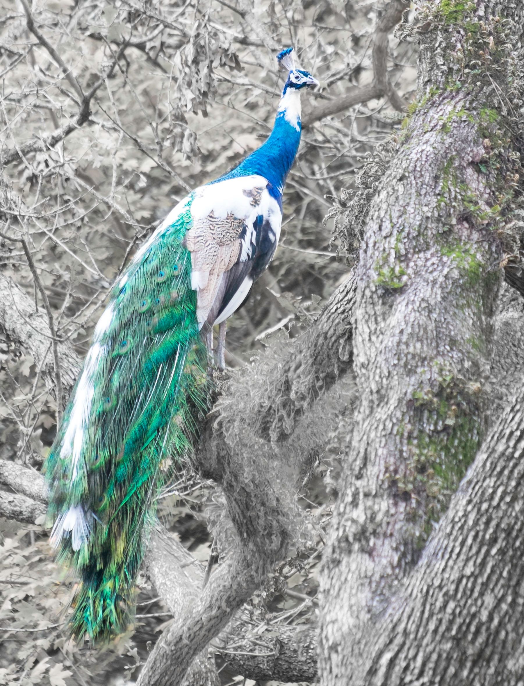 Free stock photo of age, peacock