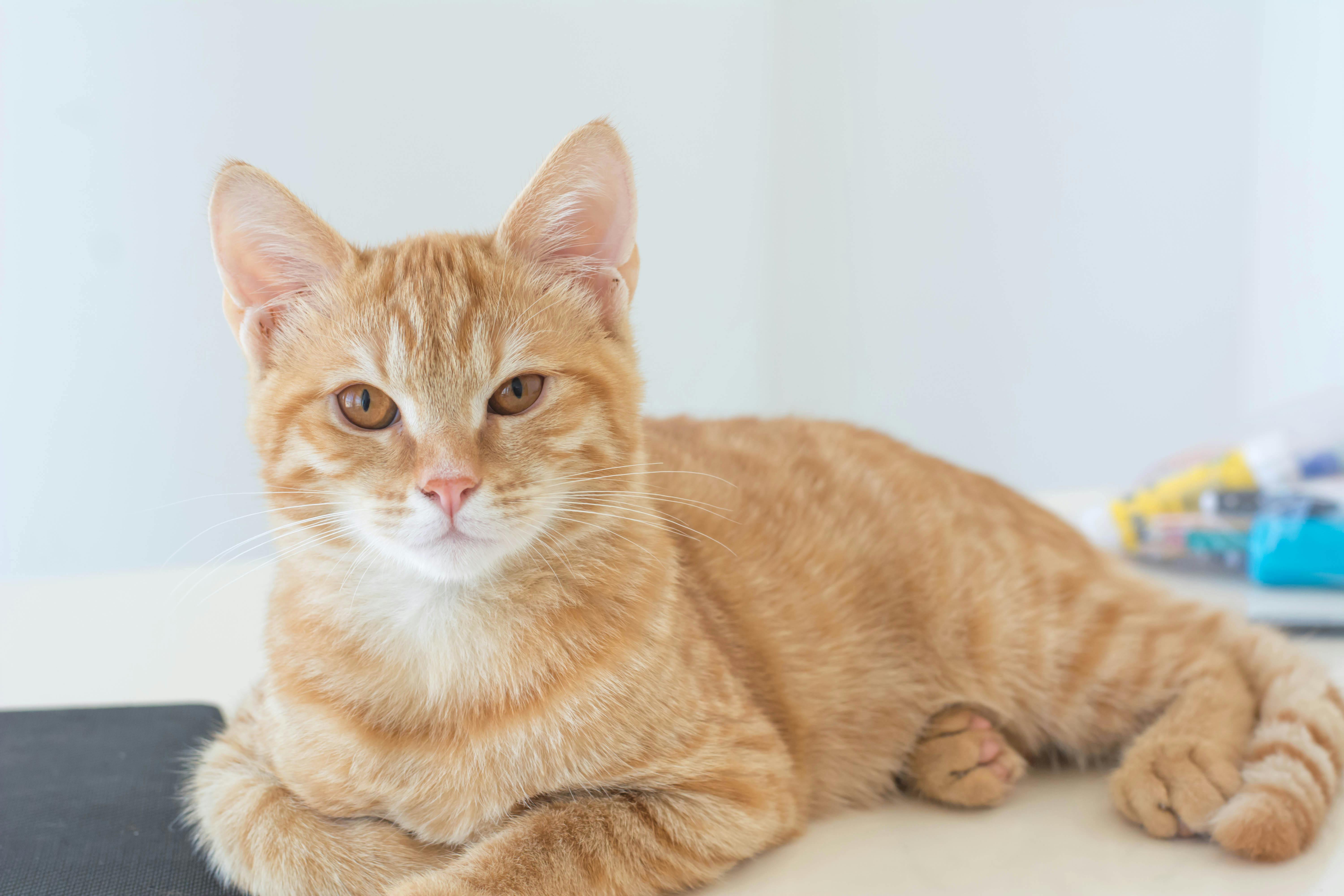 Middle Eastern Pet Photos, Download The BEST Free Middle Eastern Pet ...