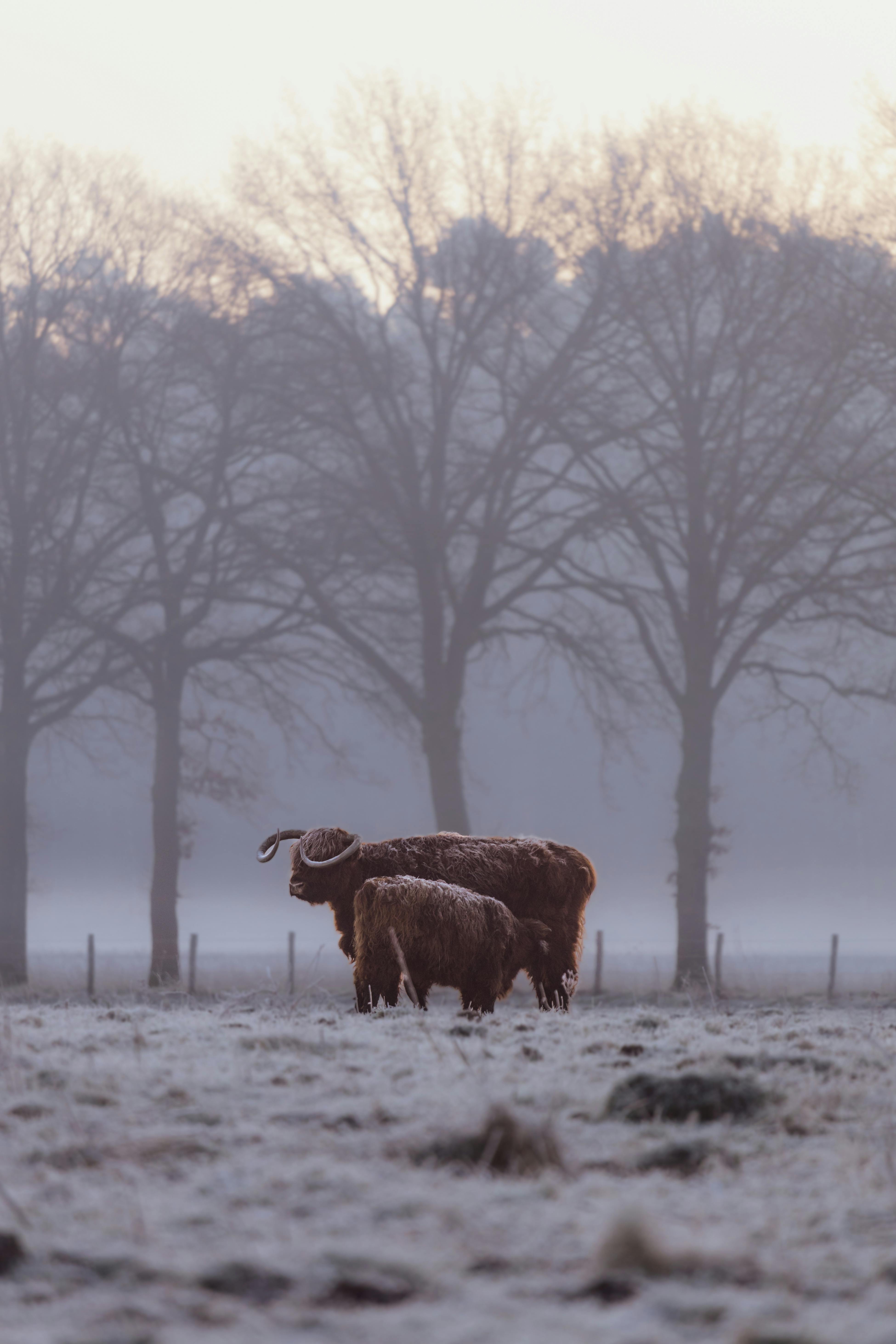 Cows during a cold morning · Free Stock Photo