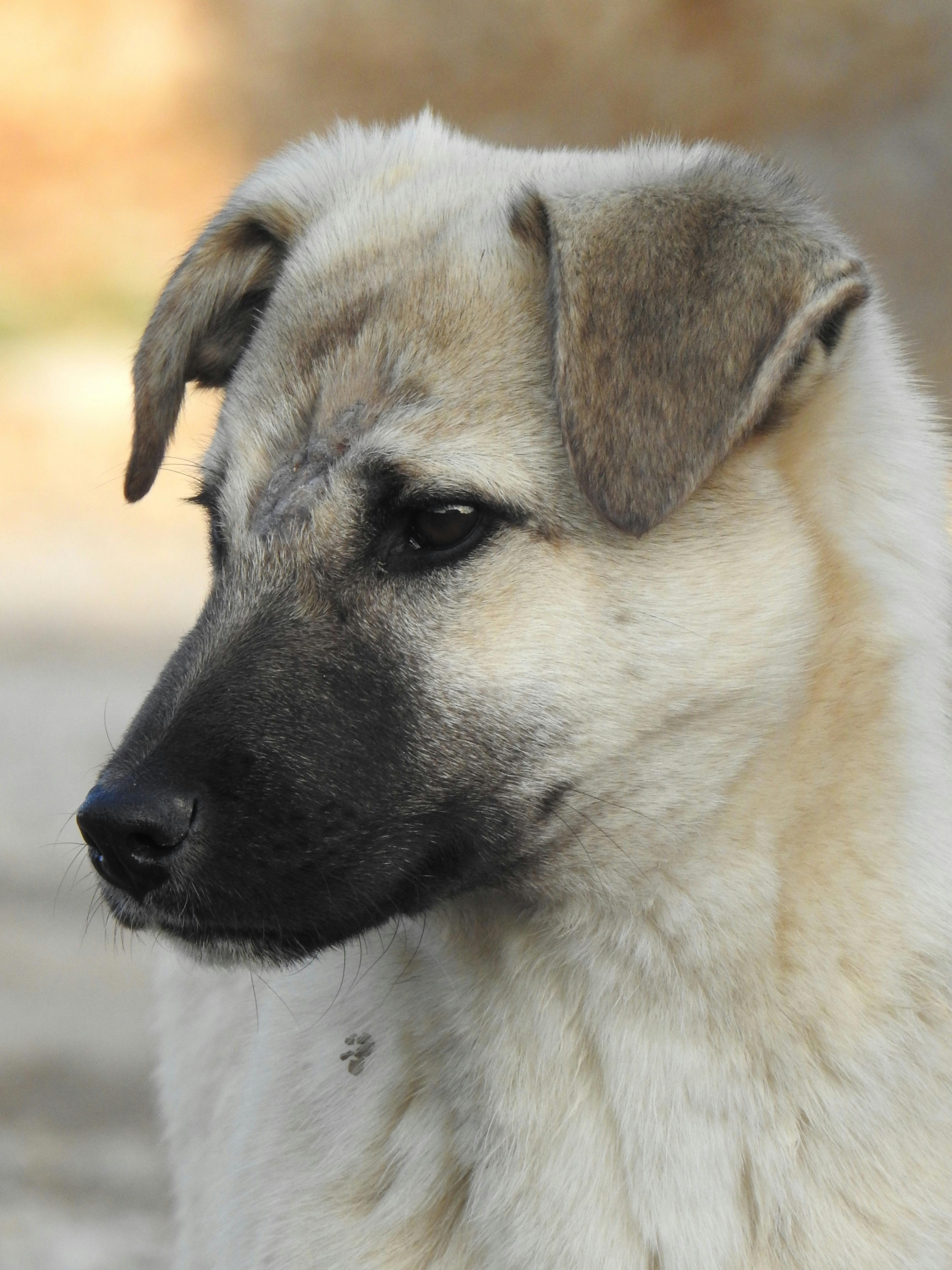 Close-Up Shot of a Dog Eating · Free Stock Photo