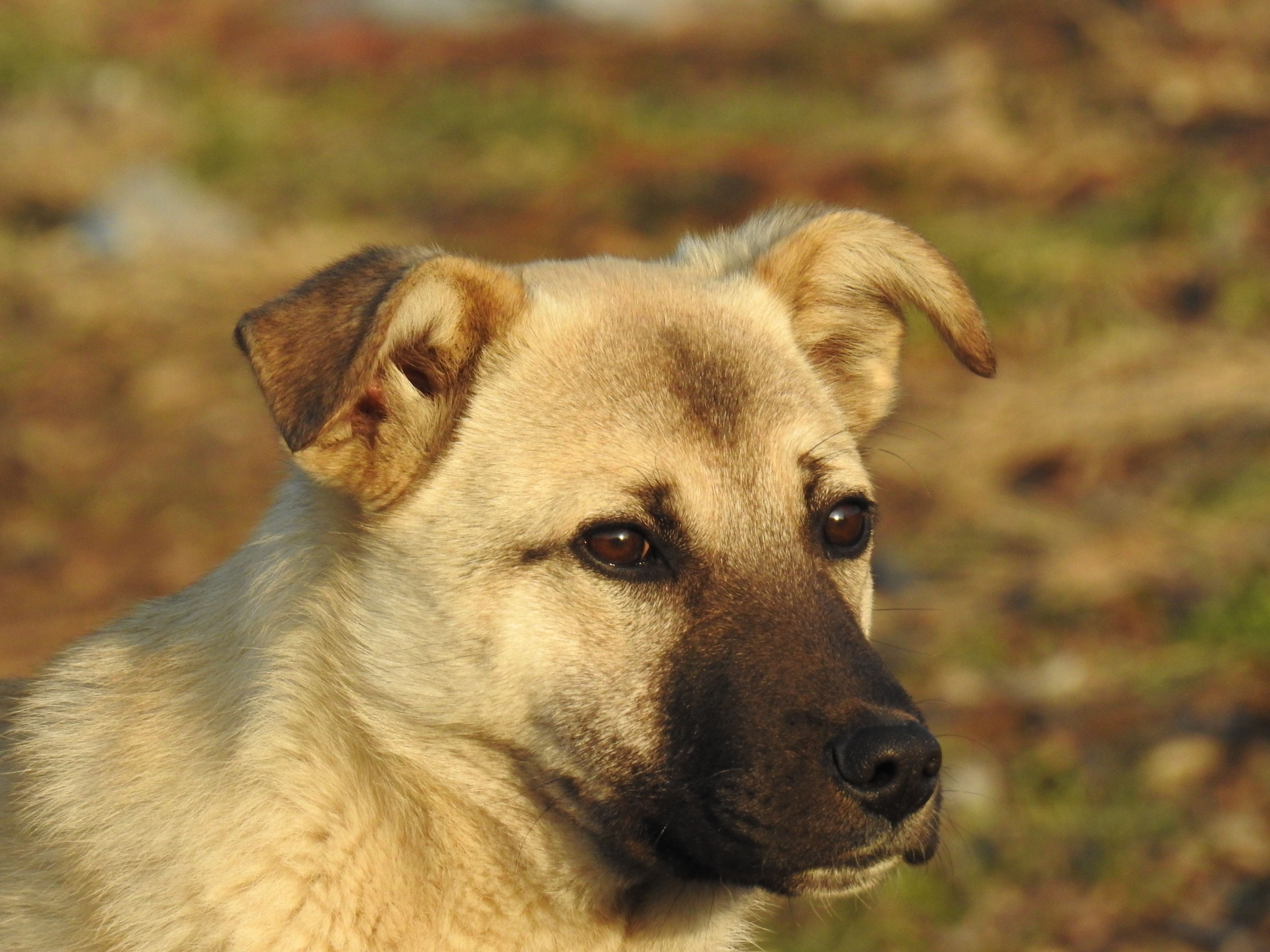 Cane Corso in the Cage · Free Stock Photo
