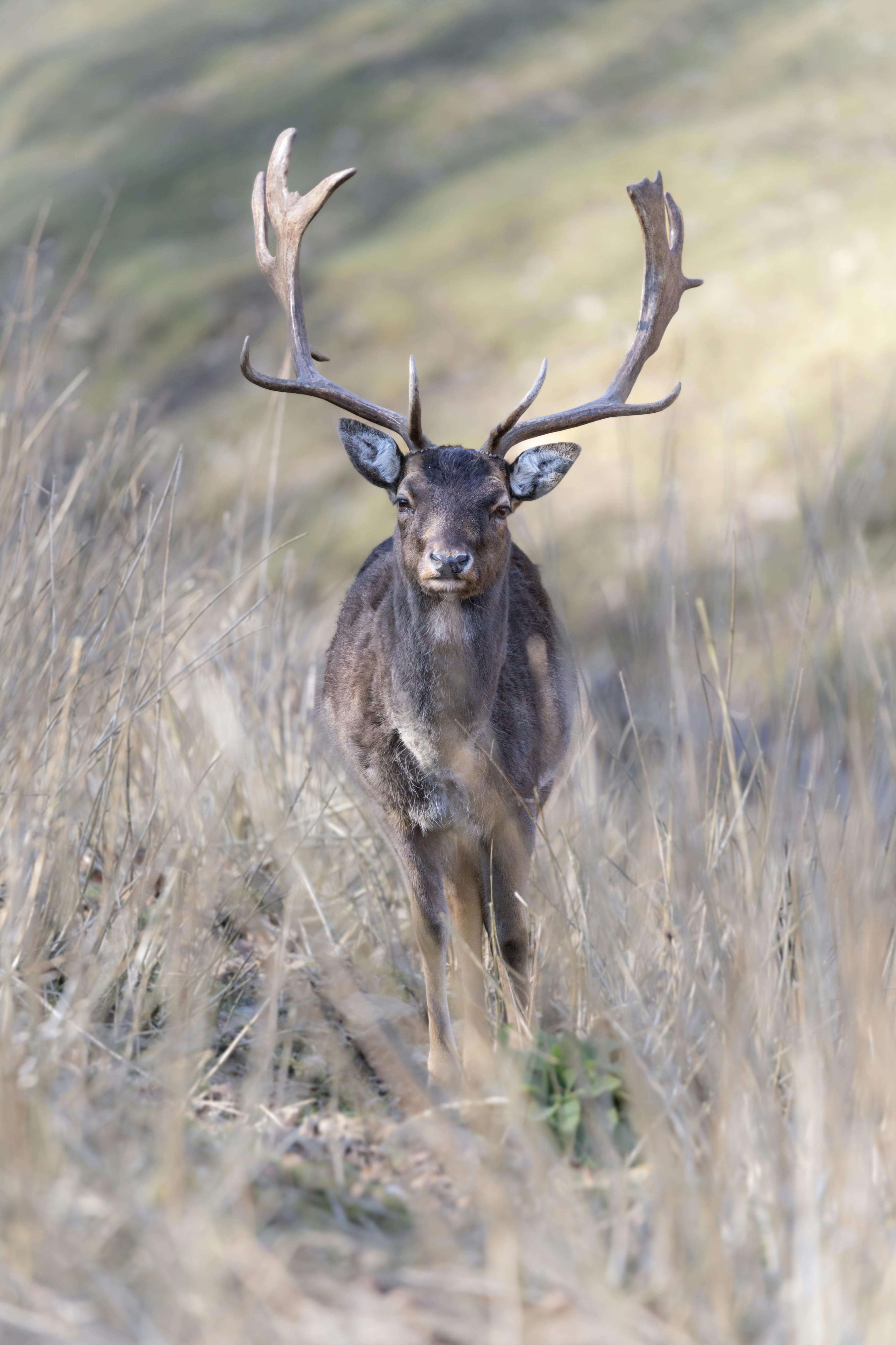 Photo of a Red Deer · Free Stock Photo