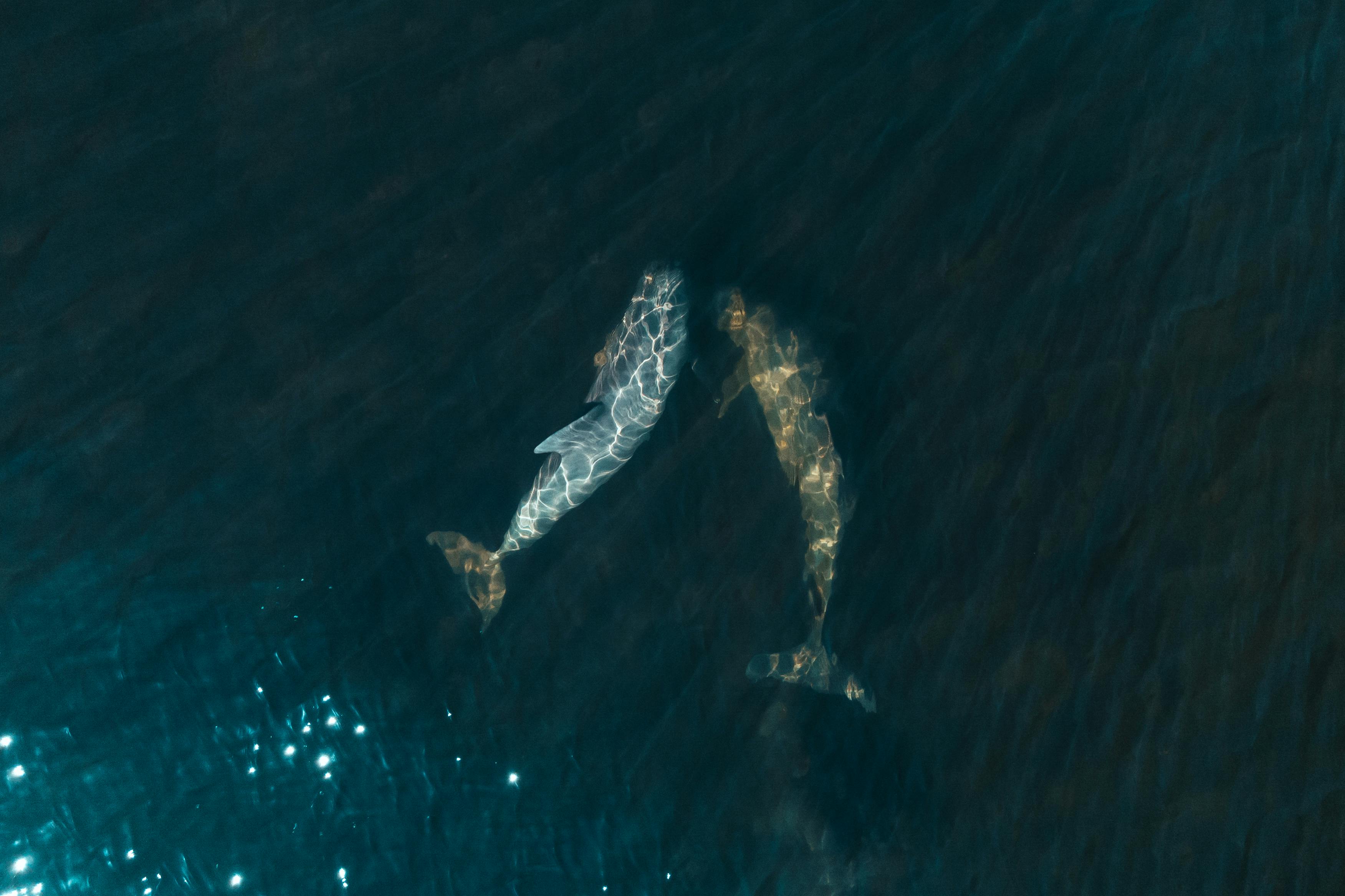Aerial View of Dolphins at Sea · Free Stock Photo