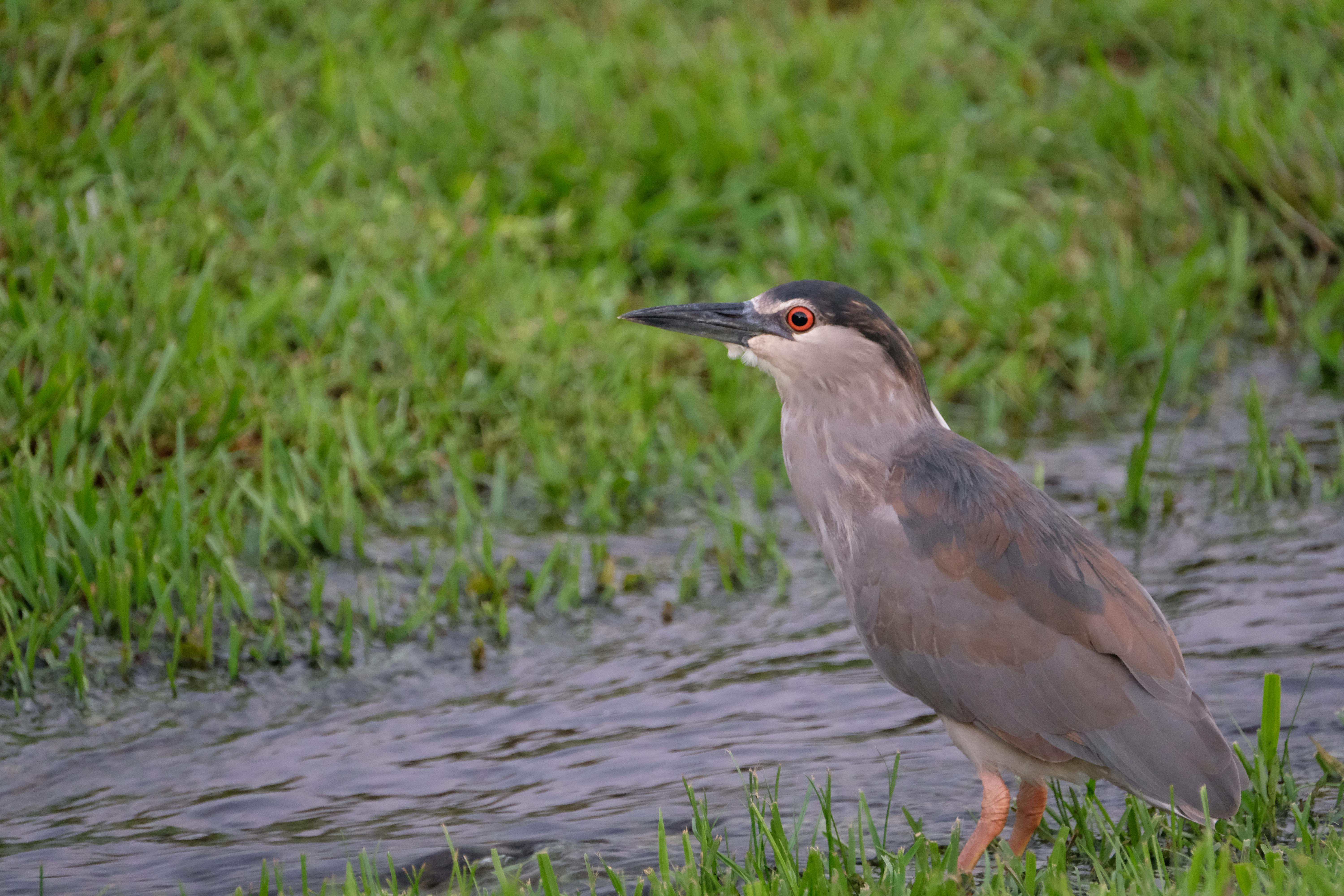 5,000+ Best Flowe Photos · 100% Free Download · Pexels Stock Photos