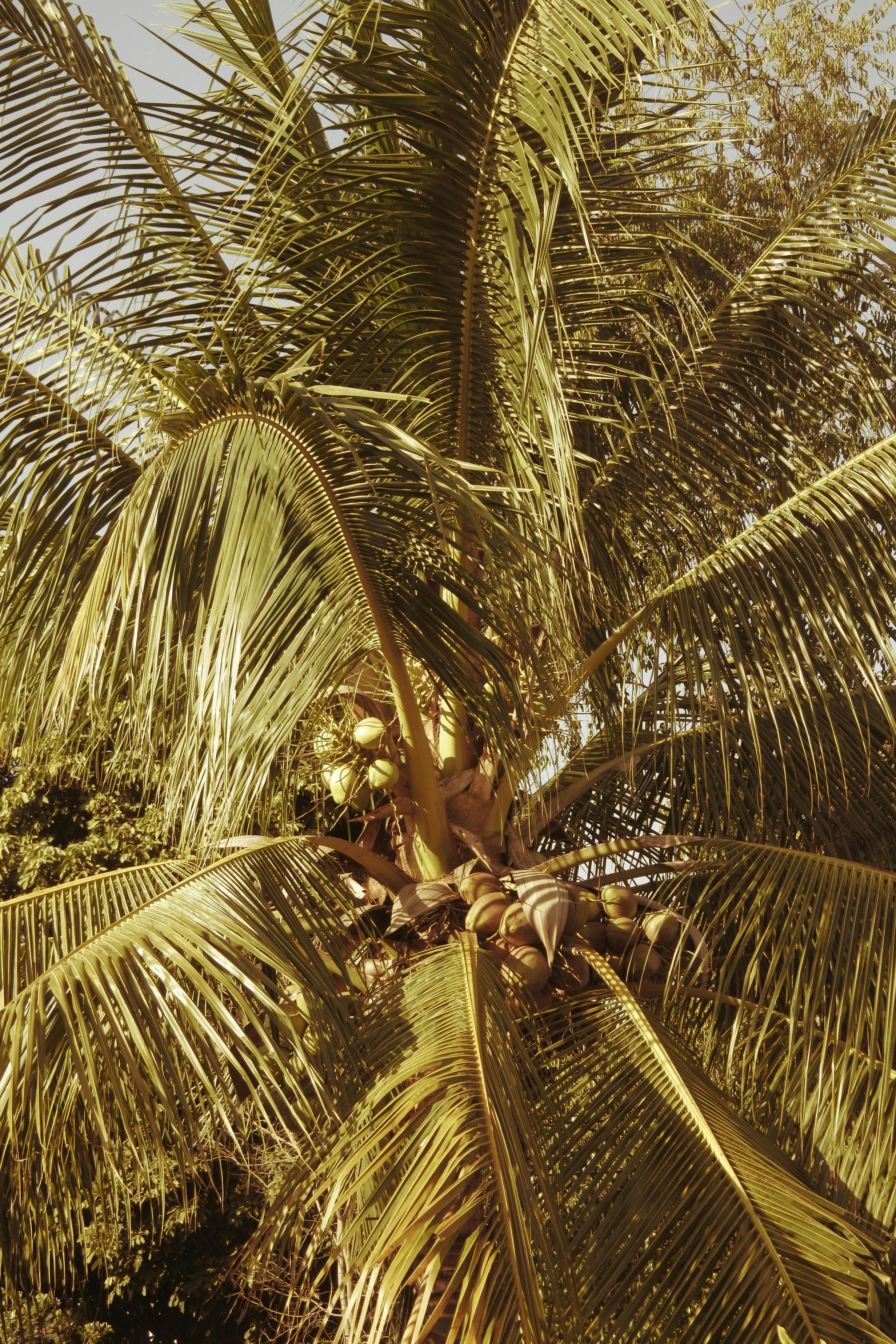 Close Up Photo of a Coconut Tree · Free Stock Photo