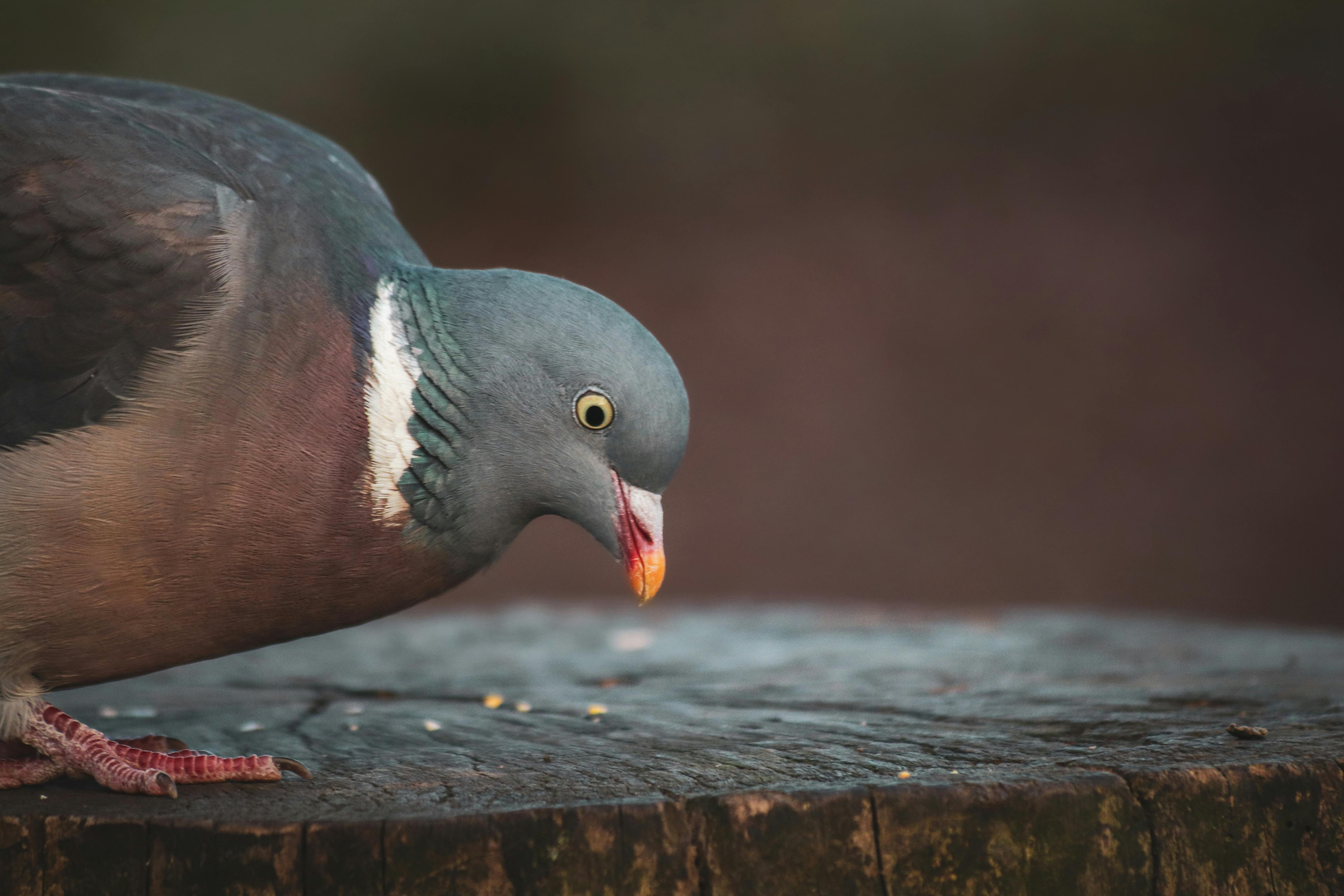 Close Up Photo of Pigeon on the Ground · Free Stock Photo