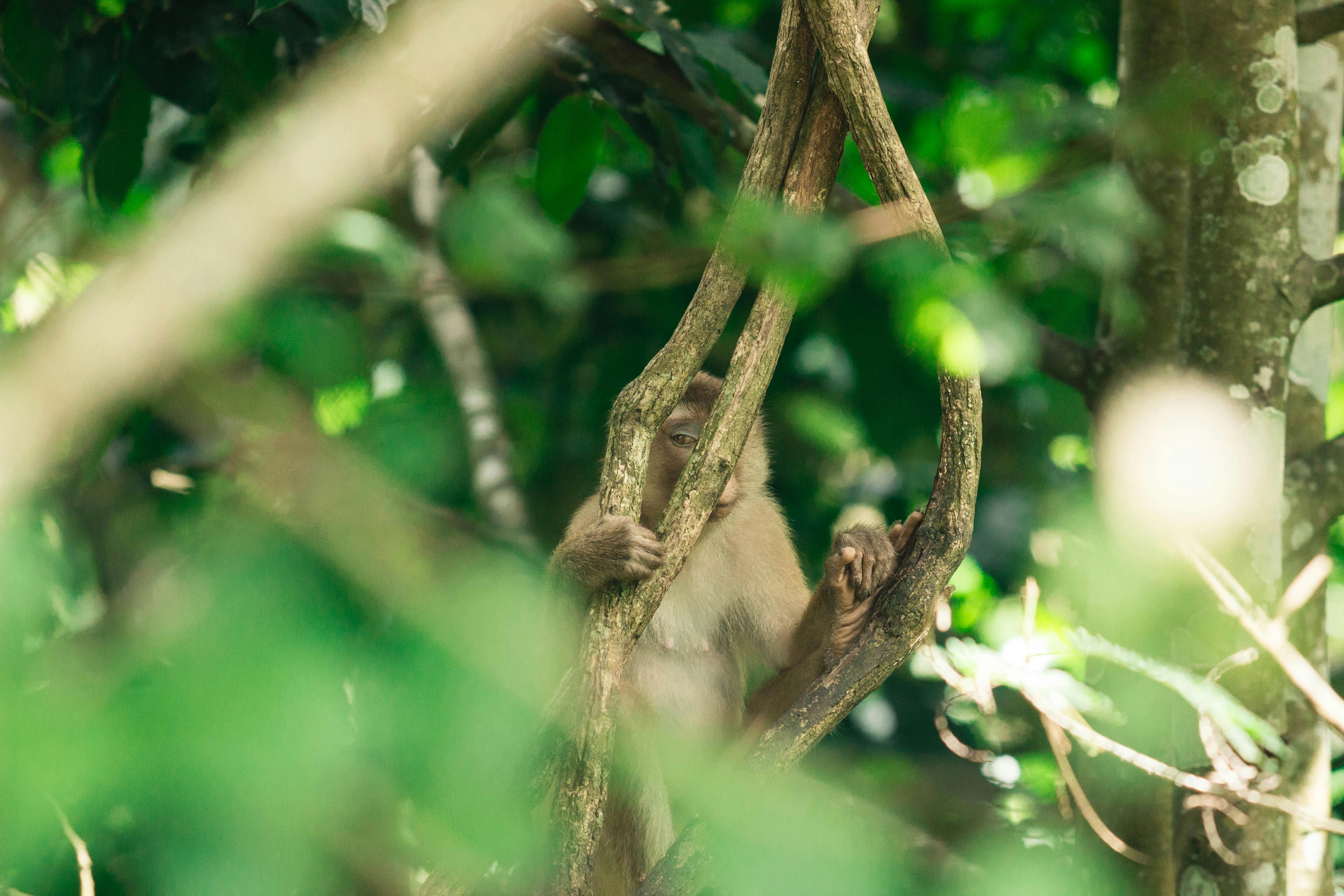 Grey Monkey On Tree Branch · Free Stock Photo