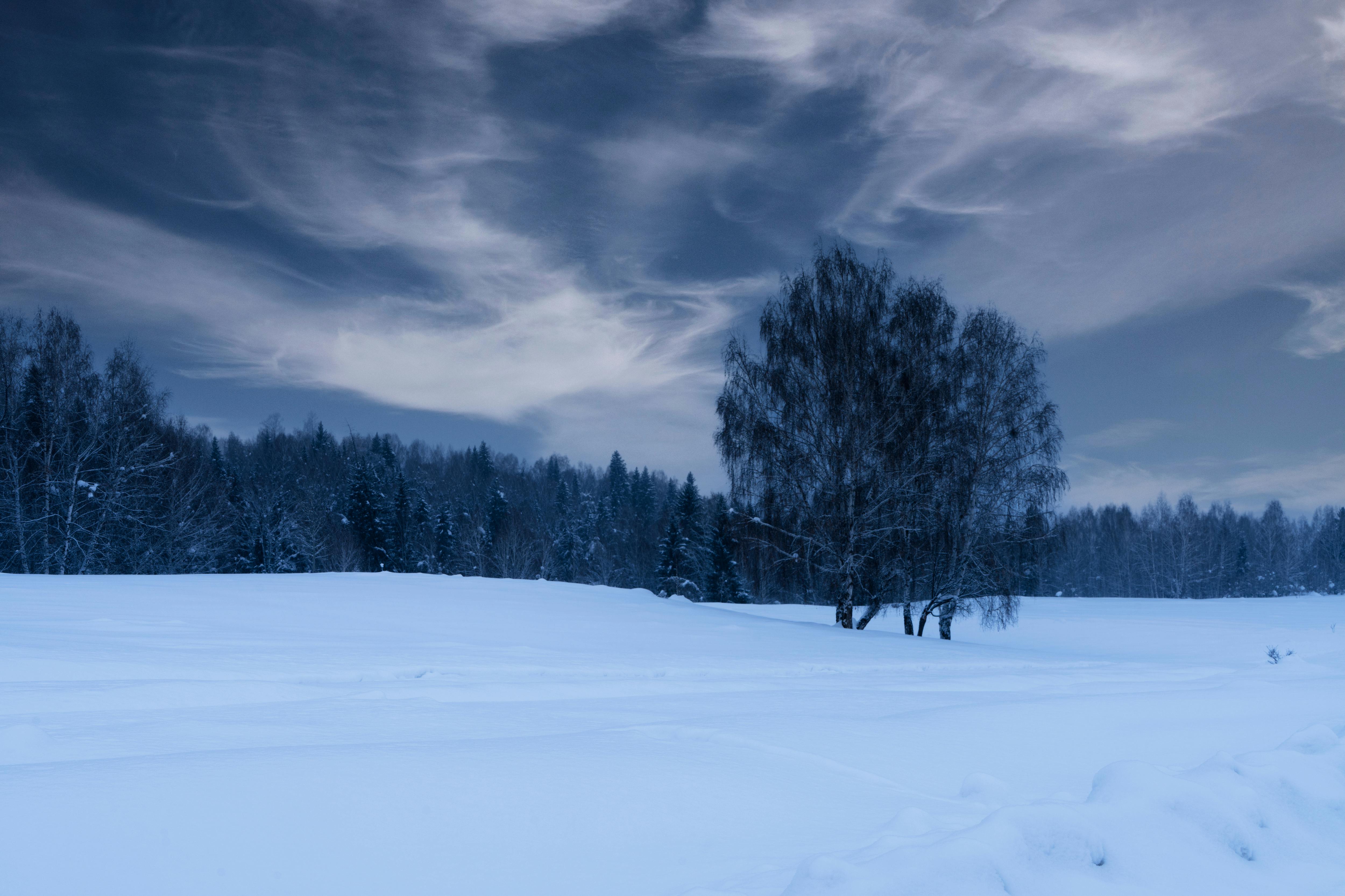 Tree Growing in Snow Field · Free Stock Photo
