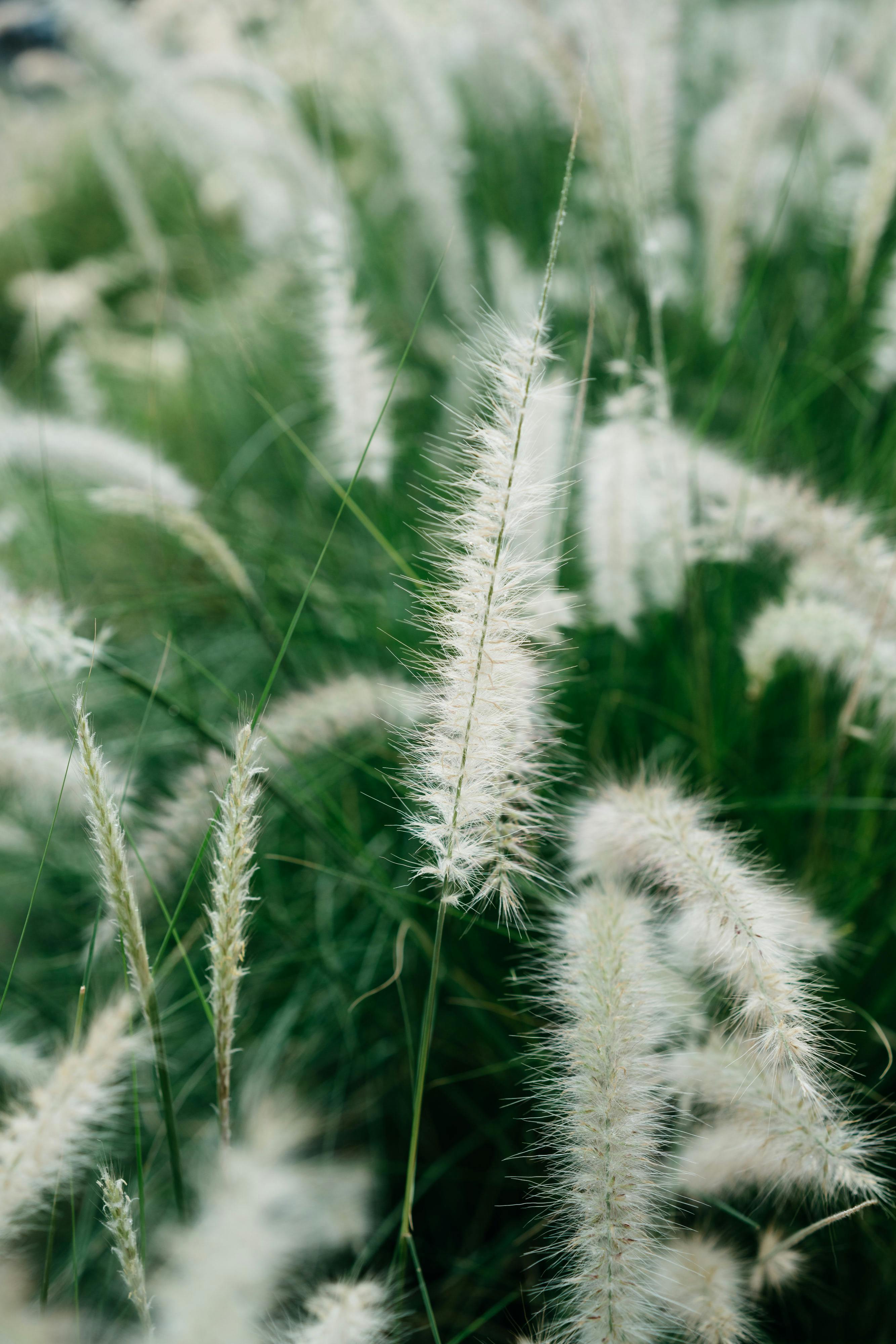 Close-Up Shot of a Cogon Grass · Free Stock Photo