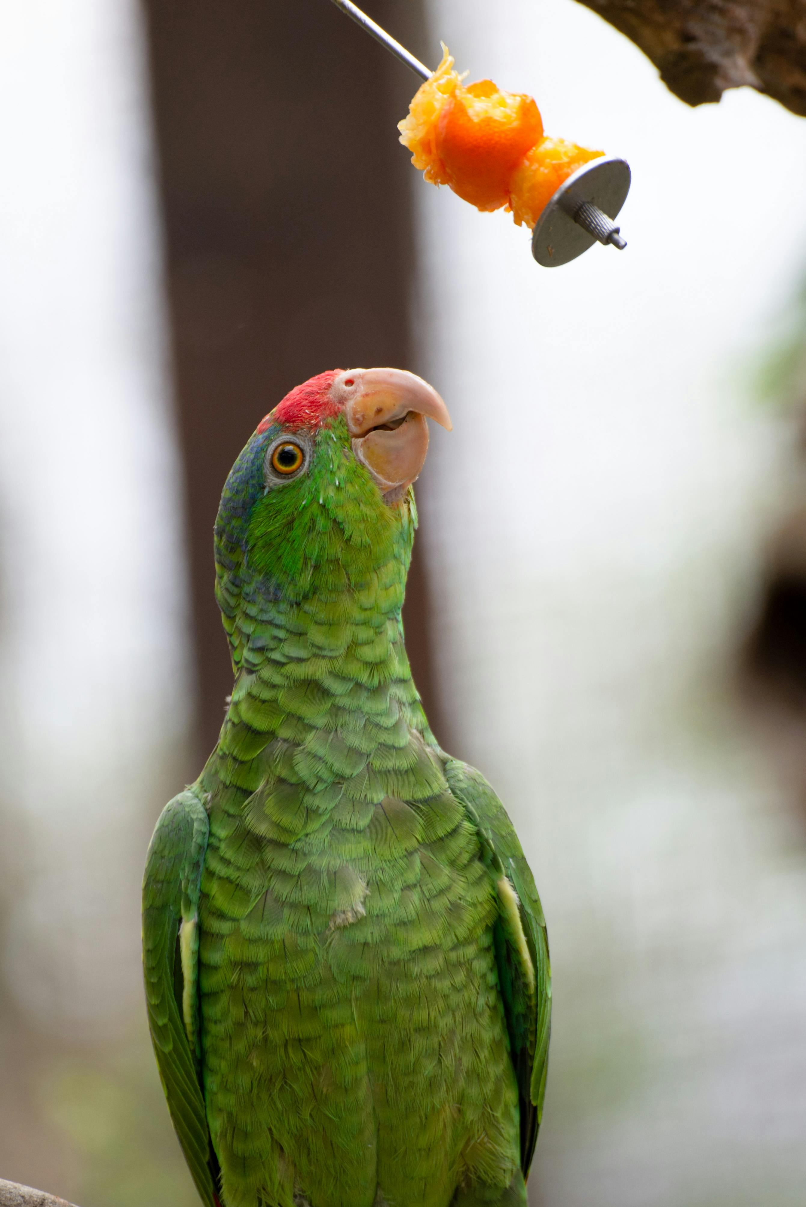 Cockatiel Bird Perched on a Branch · Free Stock Photo