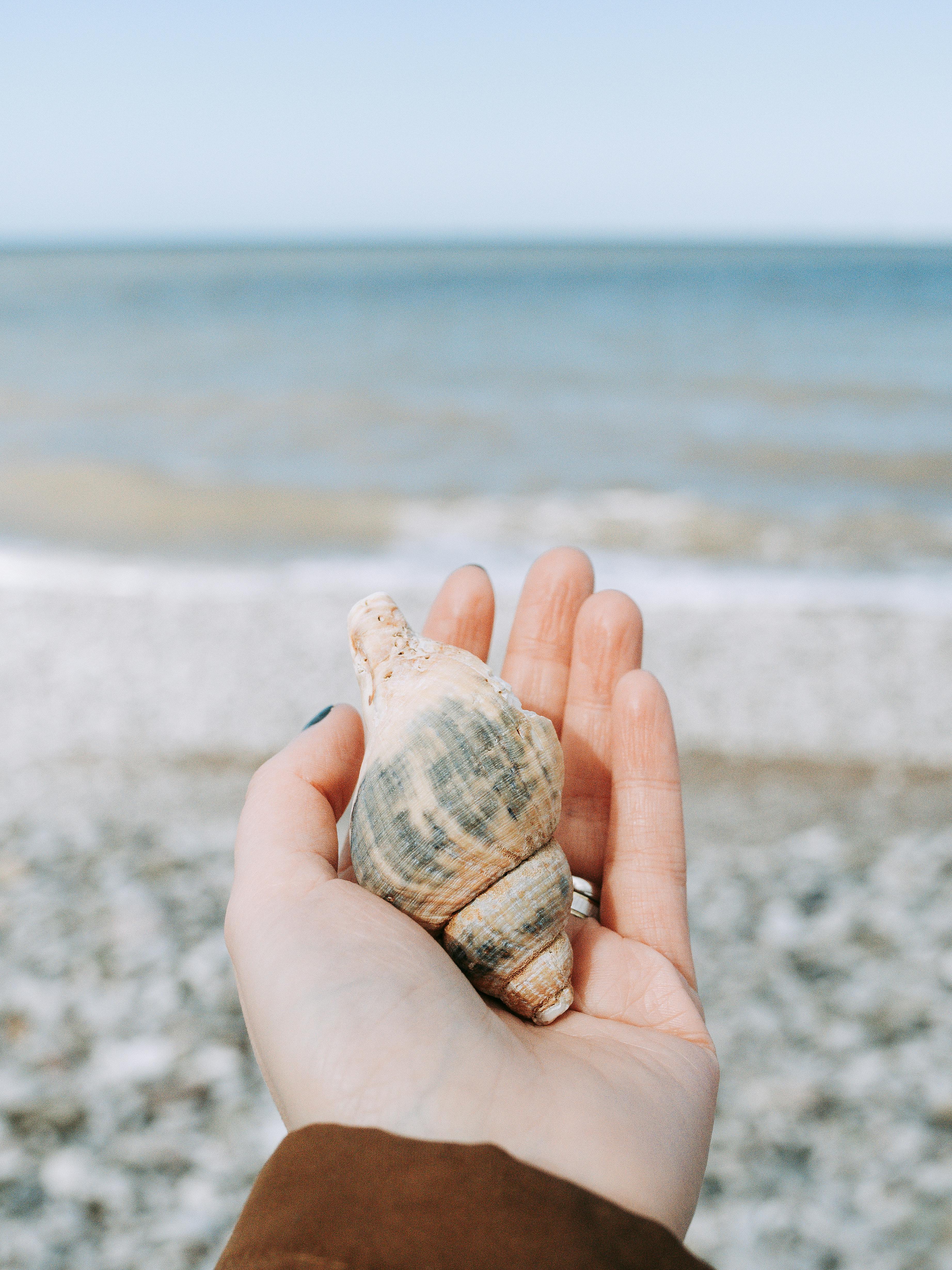 Woman Holding Seashell · Free Stock Photo