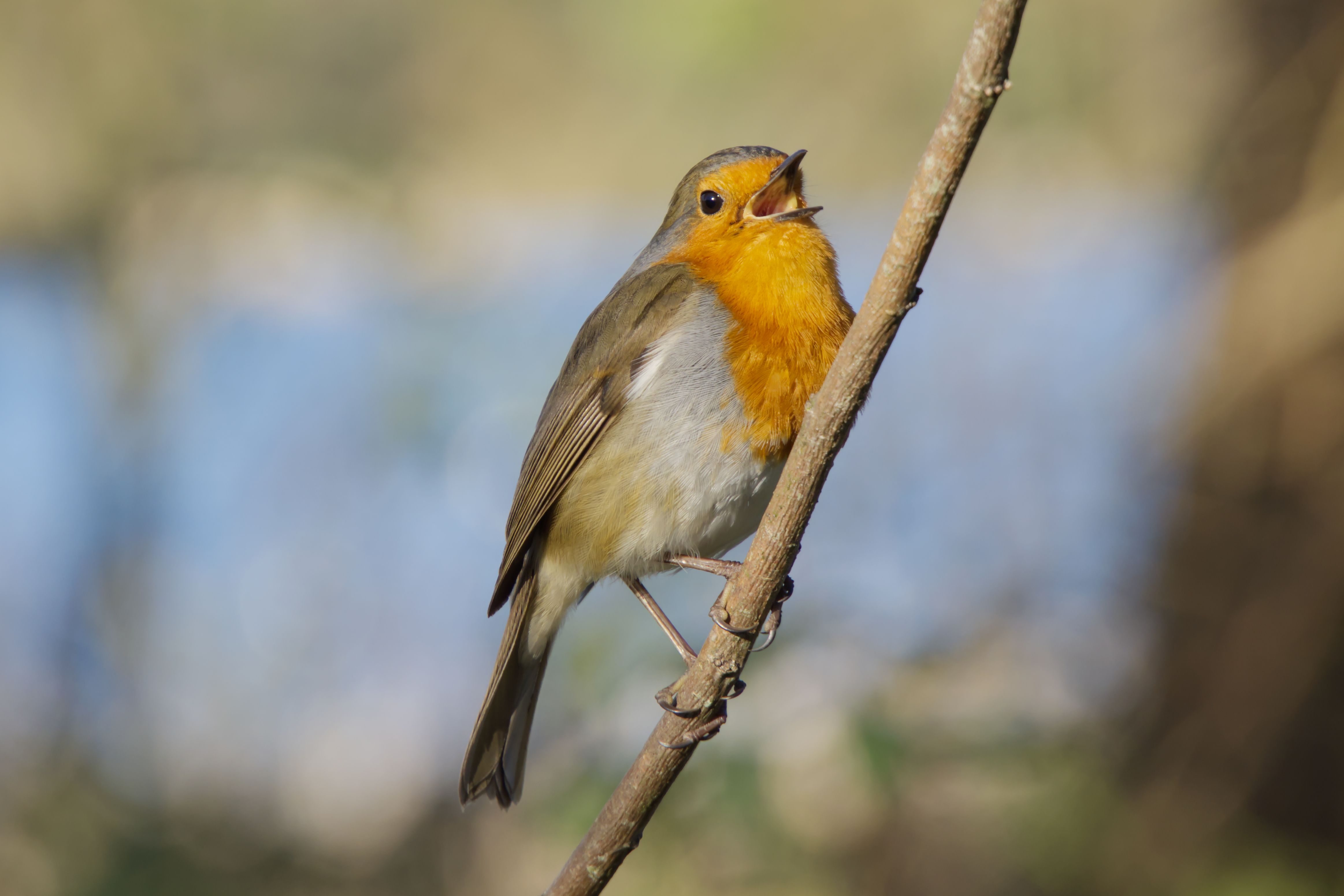 Close Up Photo of Bird on Tree Branch · Free Stock Photo