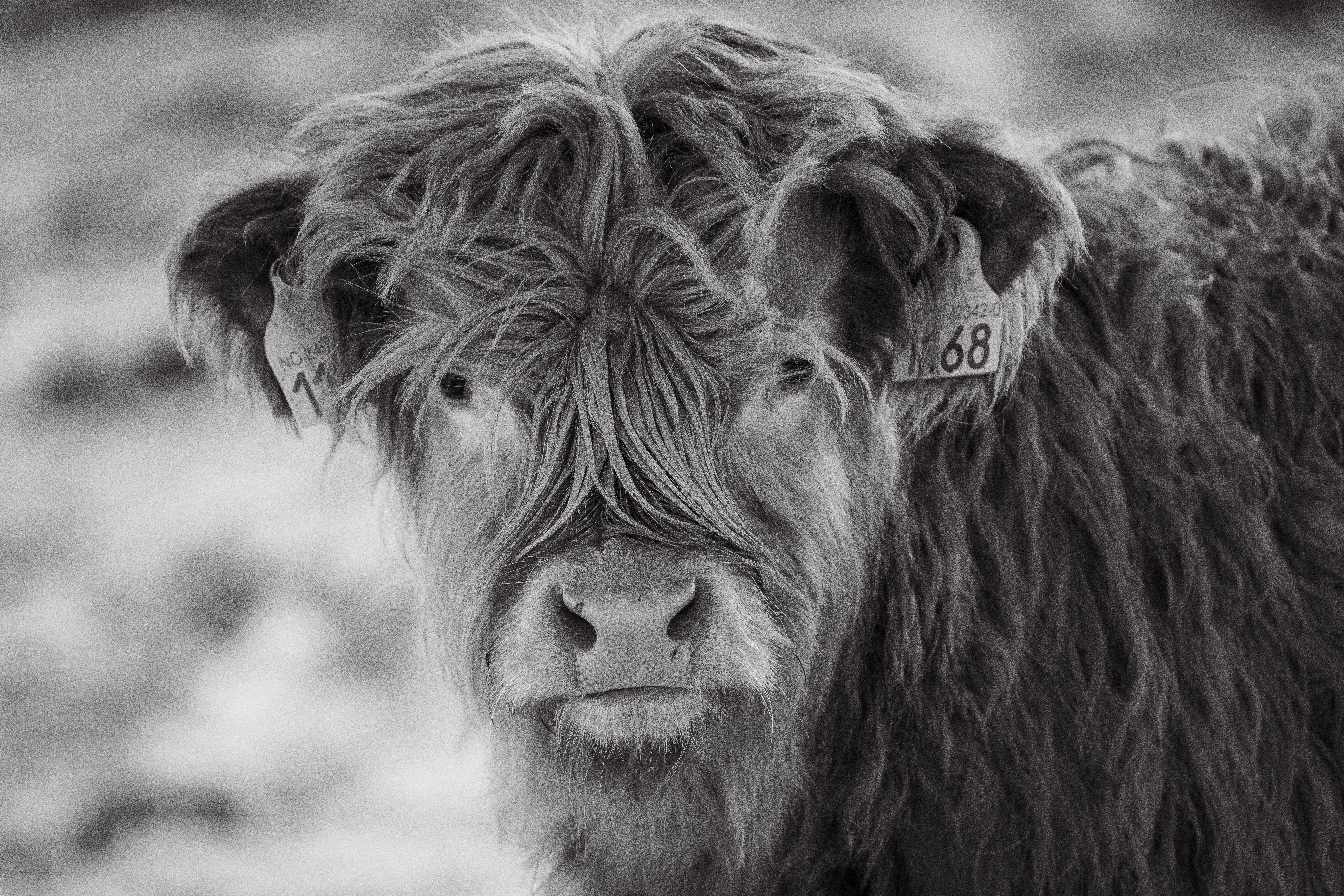 Foto de stock gratuita sobre animal, becerro, fotos en blanco y negro ...