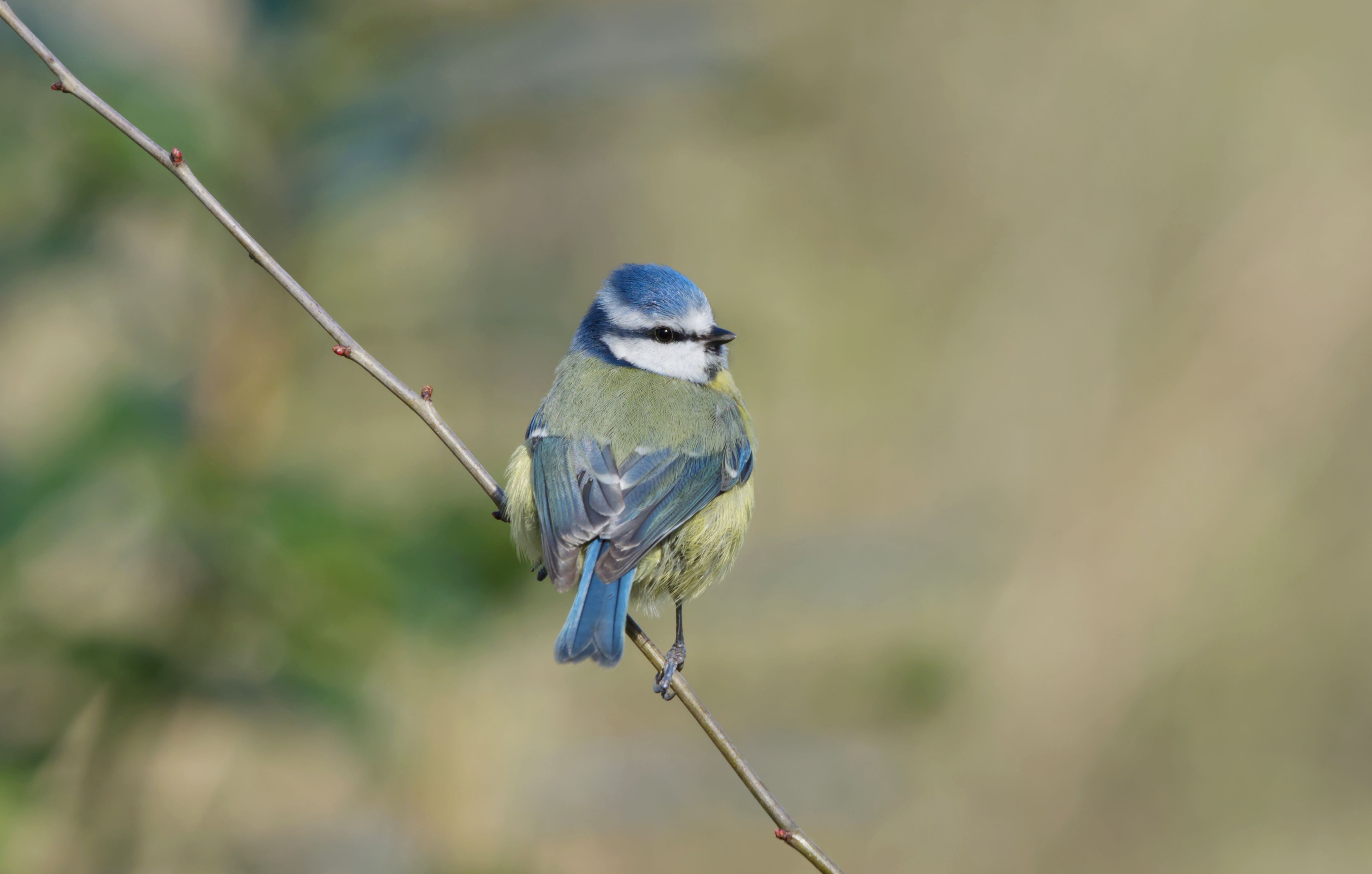 Photograph of a Eurasian Blue Tit on Green Leaves · Free Stock Photo