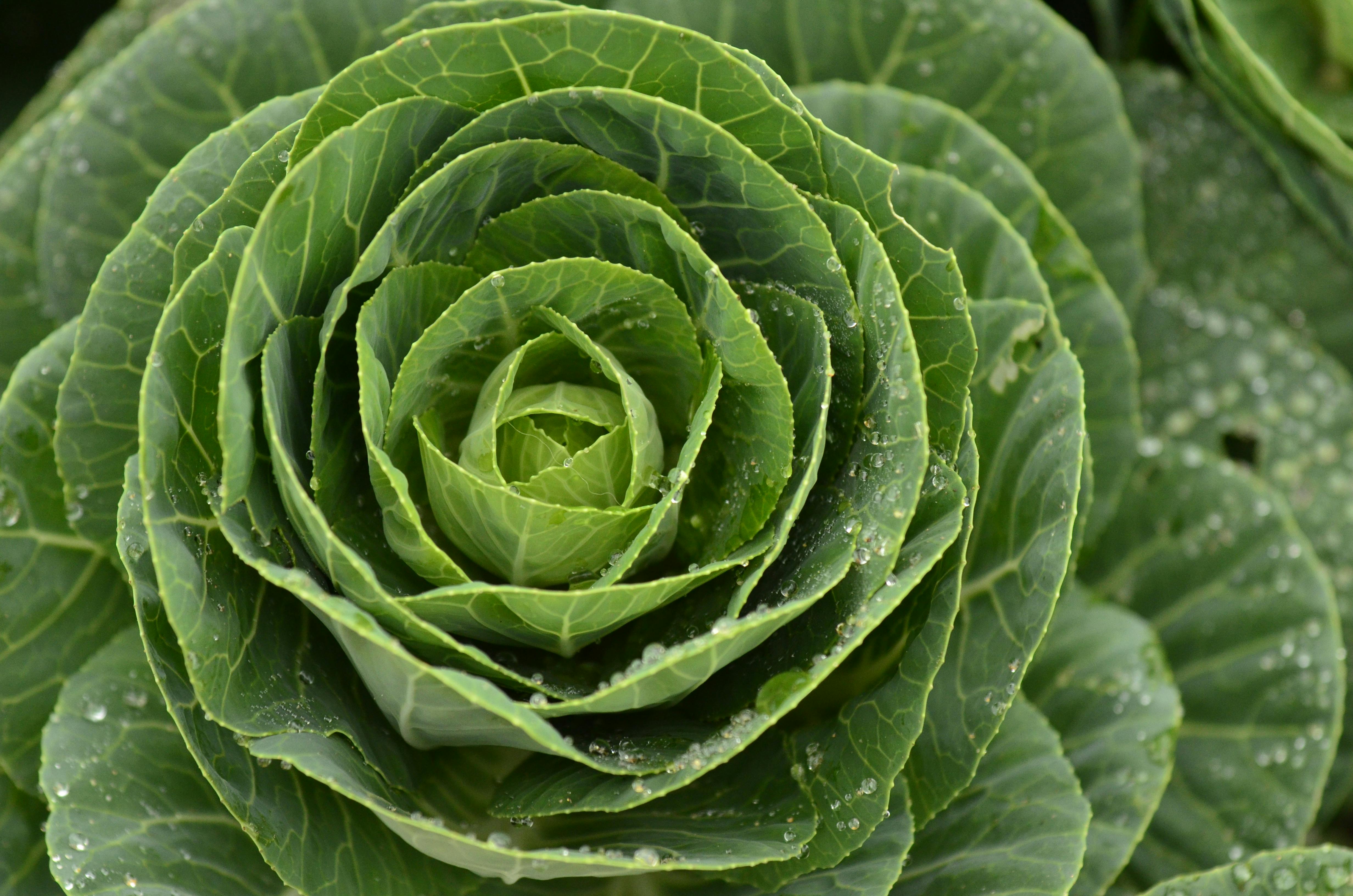 Focus Photography of Green Cabbage · Free Stock Photo