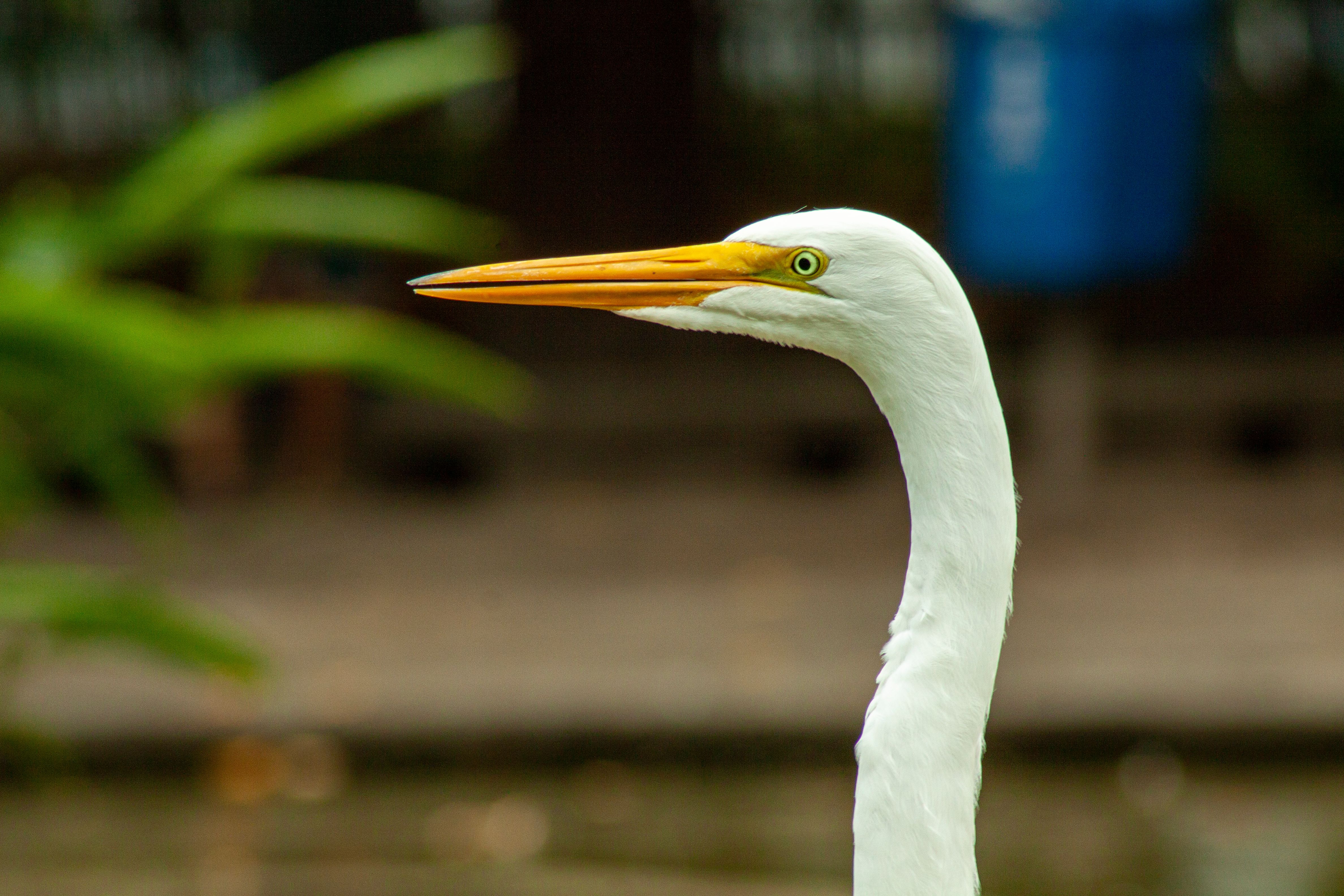 Bird Keys Photos, Download The BEST Free Bird Keys Stock Photos & HD Images