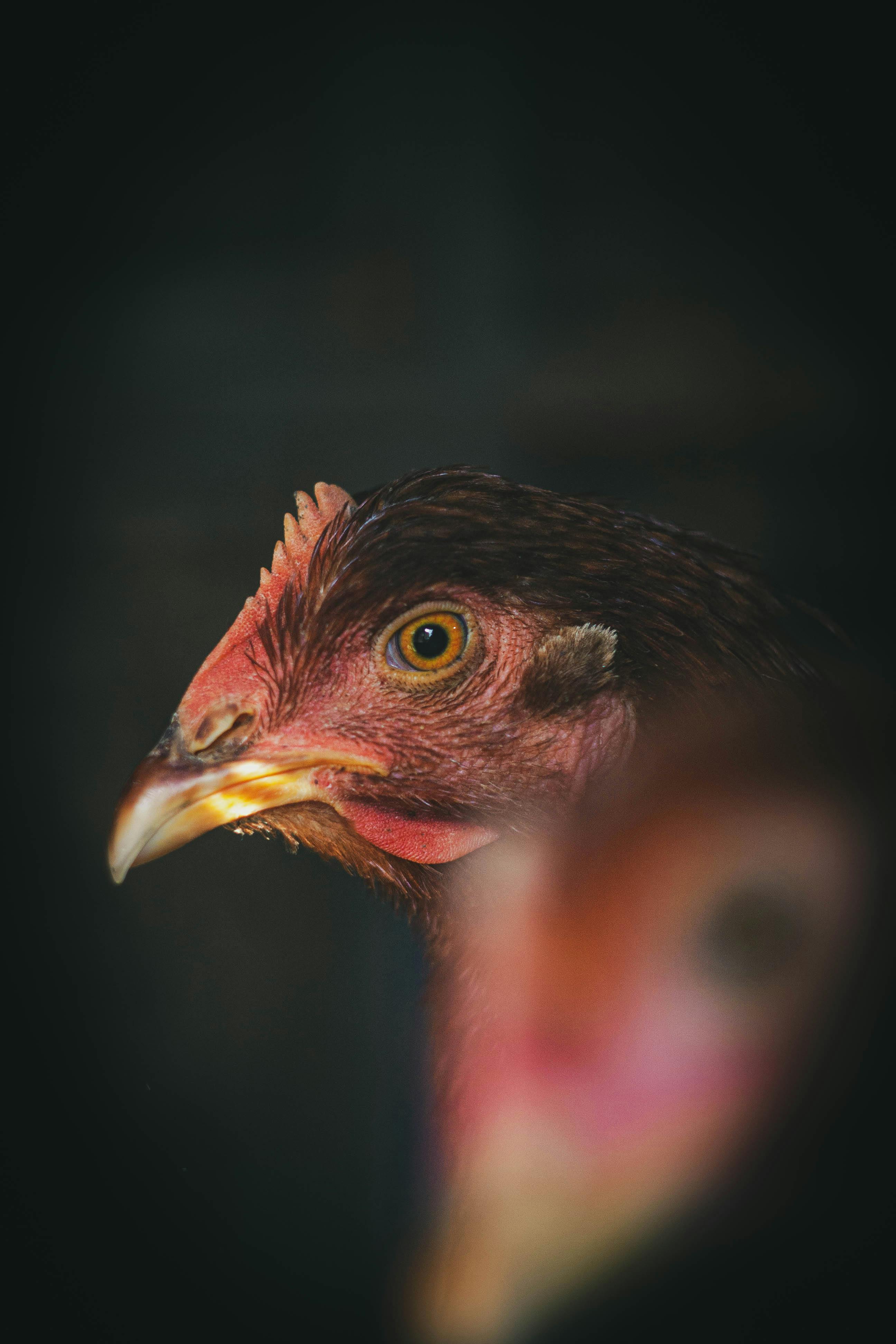Close-up Photo Of Chicken · Free Stock Photo
