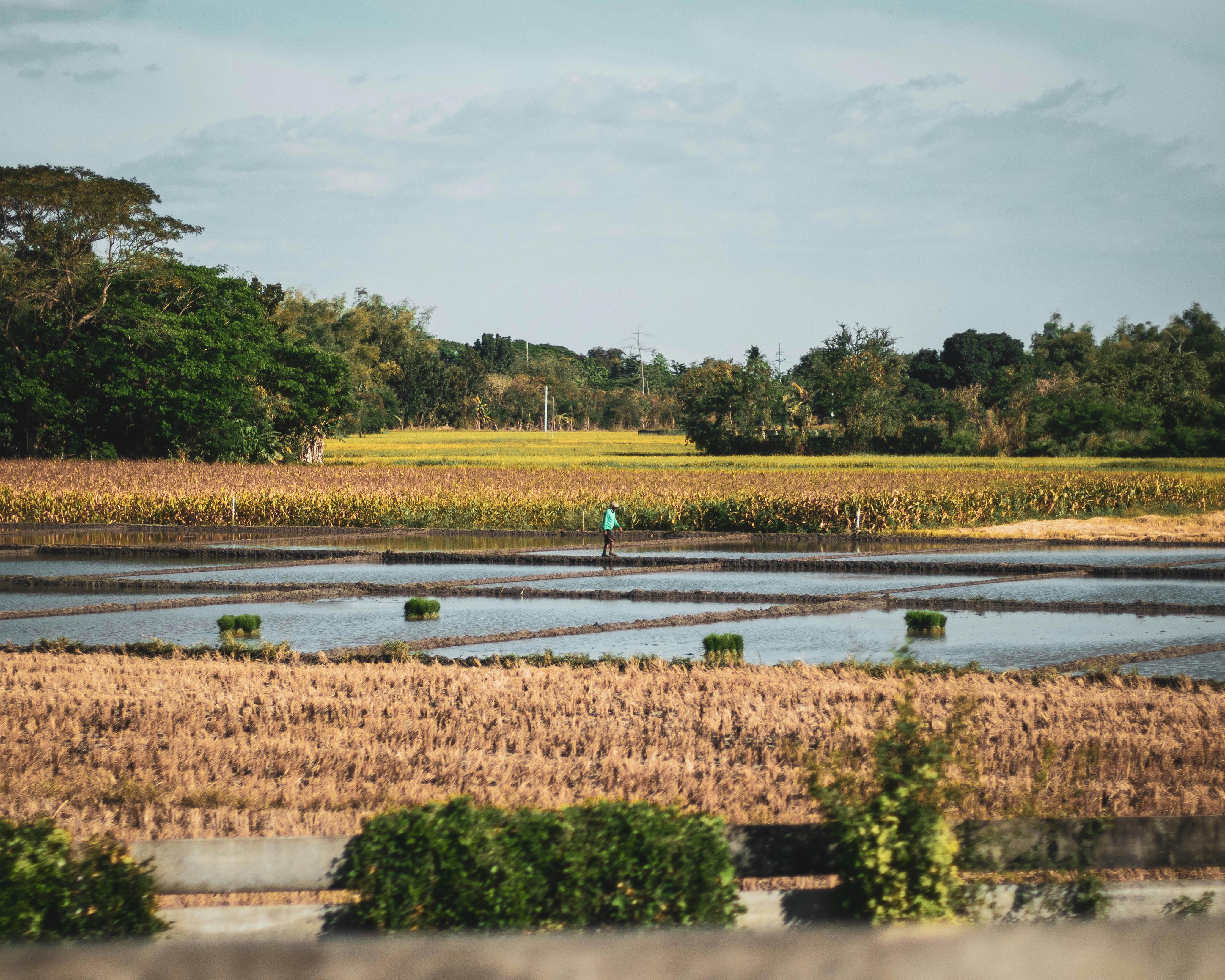 A man spraying pesticides in a field · Free Stock Photo