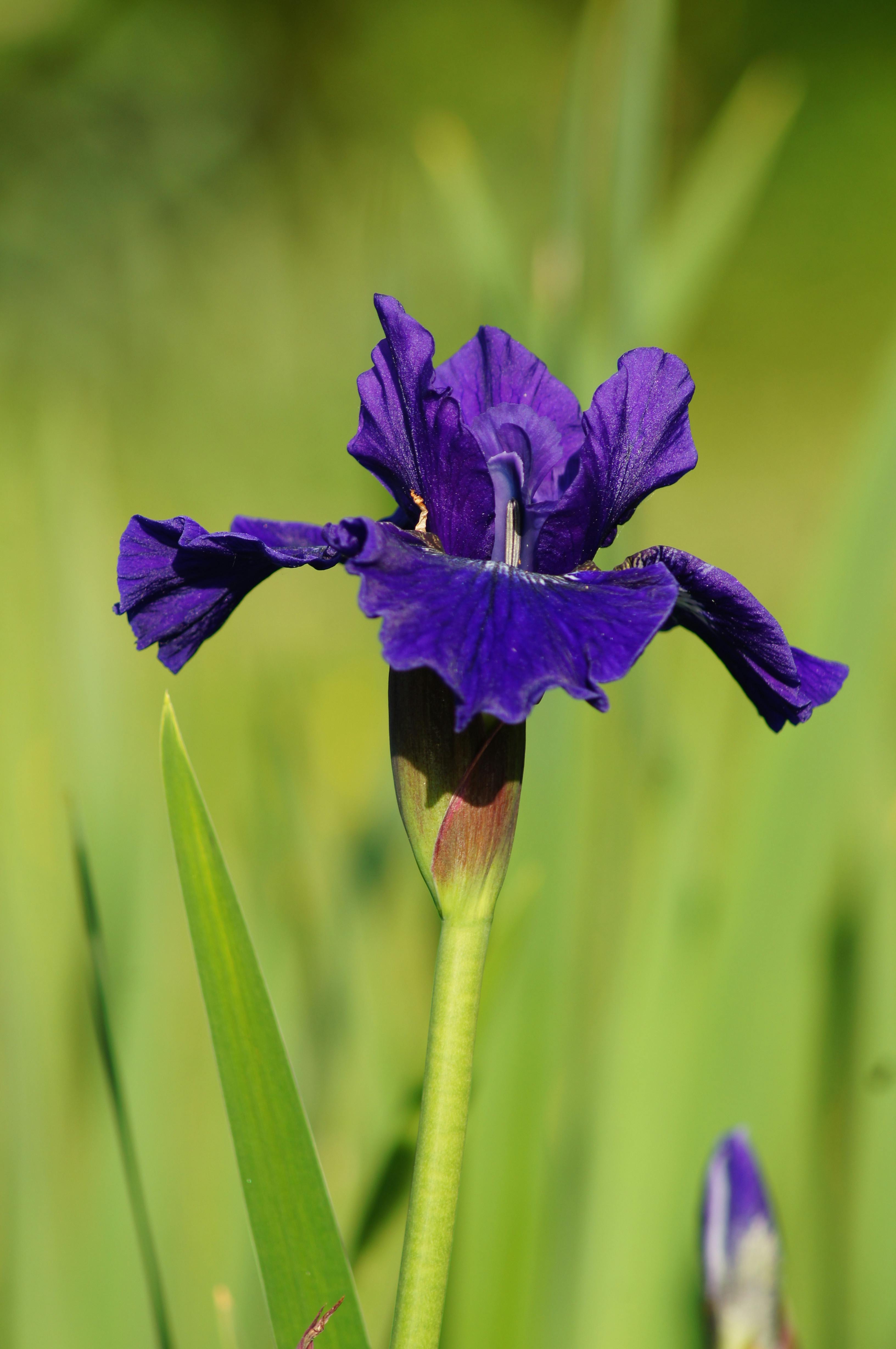 Iris Flower Photos, Download The BEST Free Iris Flower Stock Photos ...