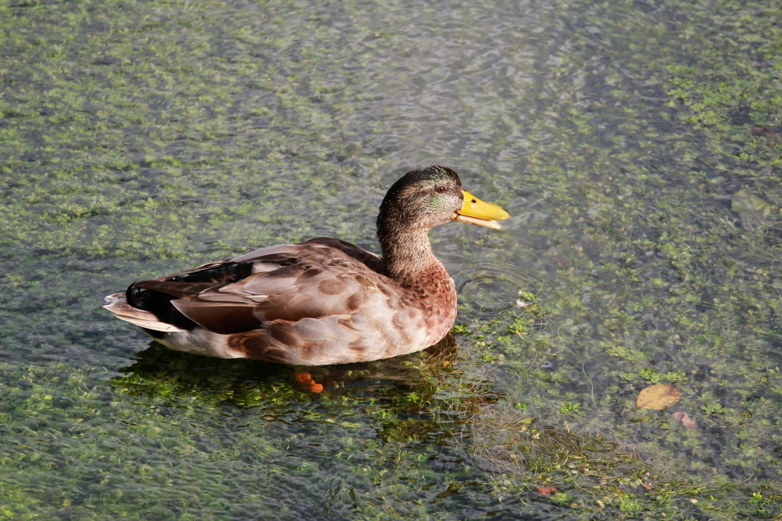 Ducks 9 Photos & Videos Collected by Daria