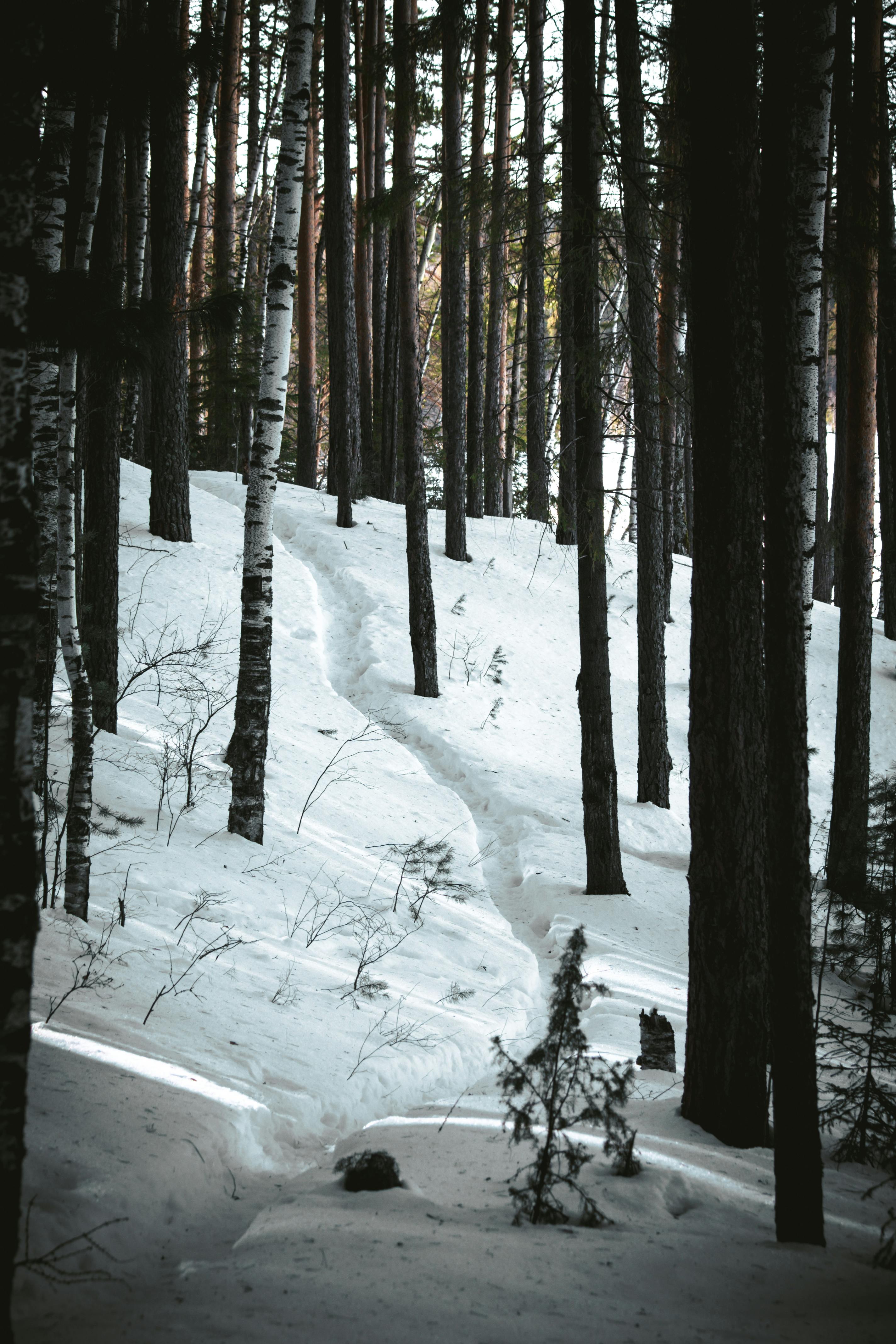 Snow Covered Pathway between Pine Trees · Free Stock Photo