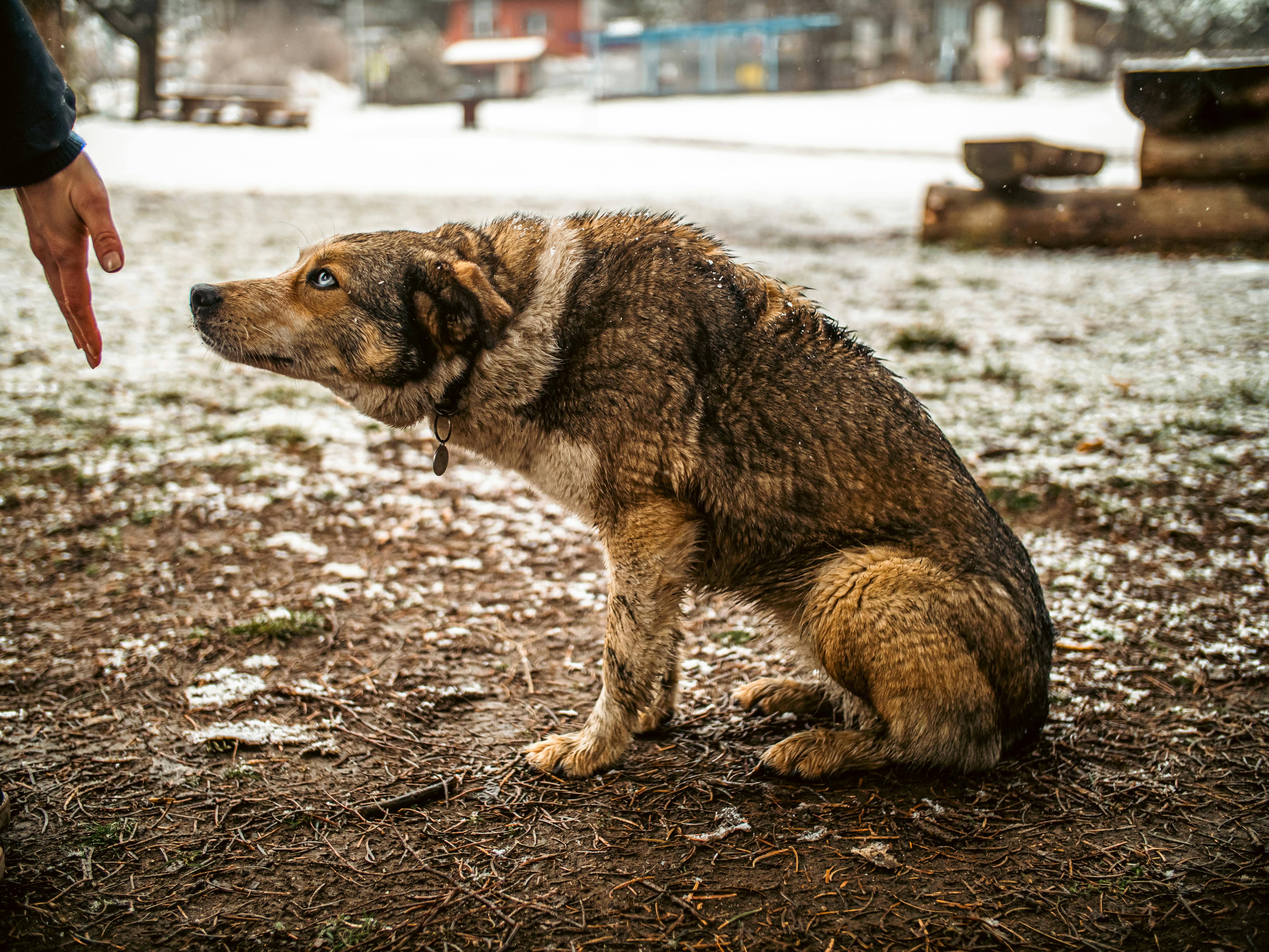 A Brown Dog Sitting · Free Stock Photo
