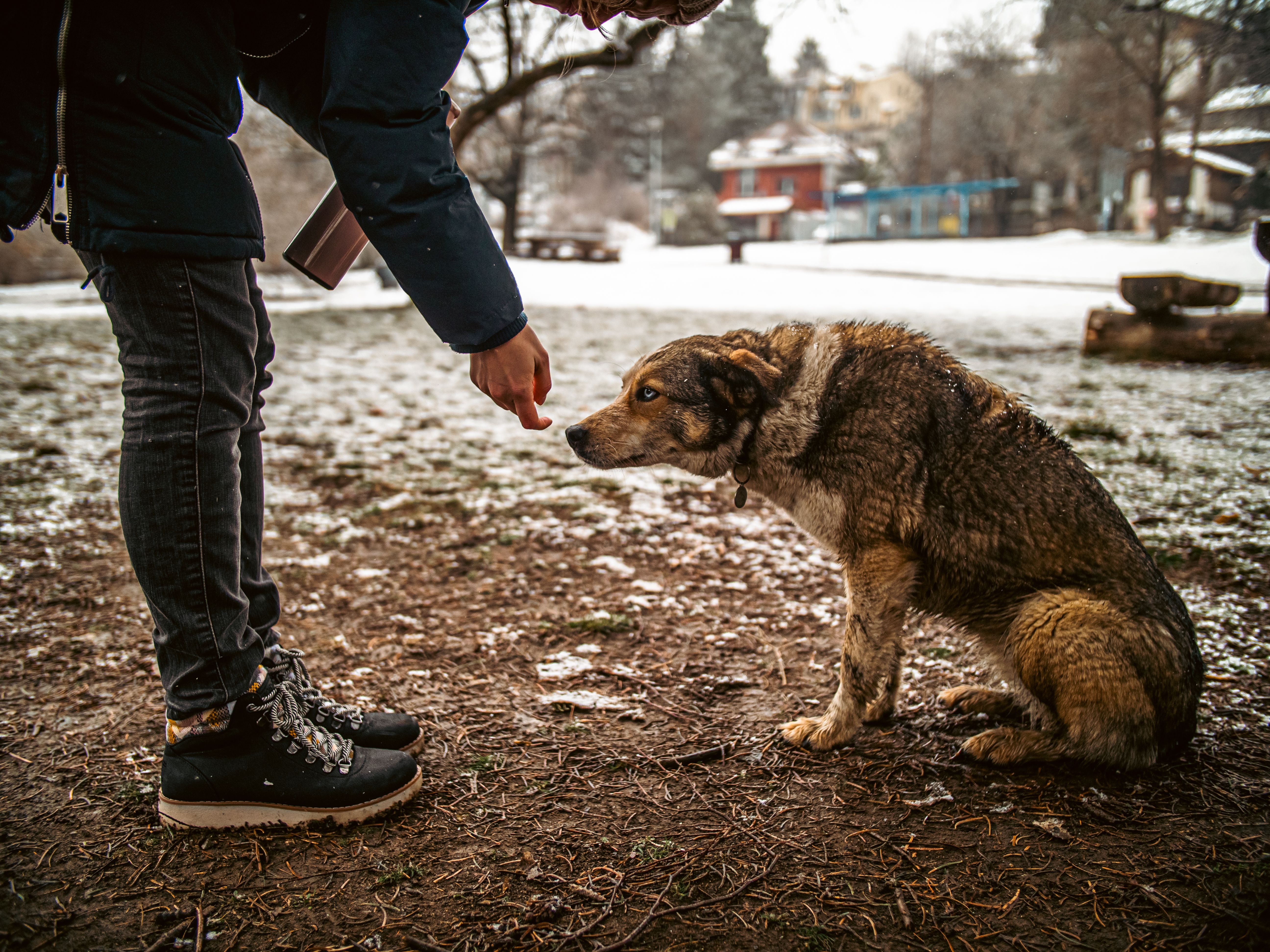 Dog Feeding Mute Photos, Download The BEST Free Dog Feeding Mute Stock ...