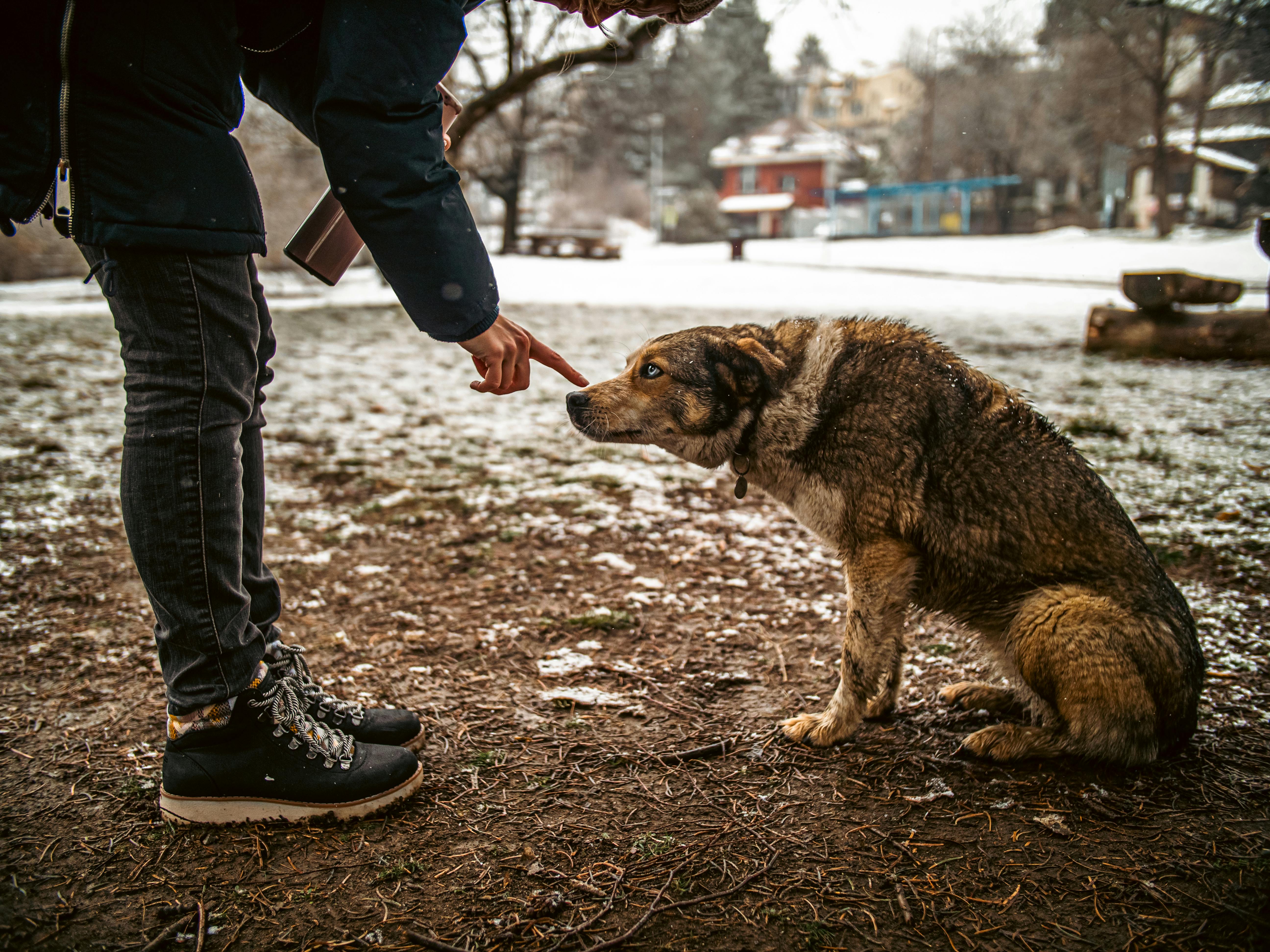 A Brown Dog Sitting · Free Stock Photo