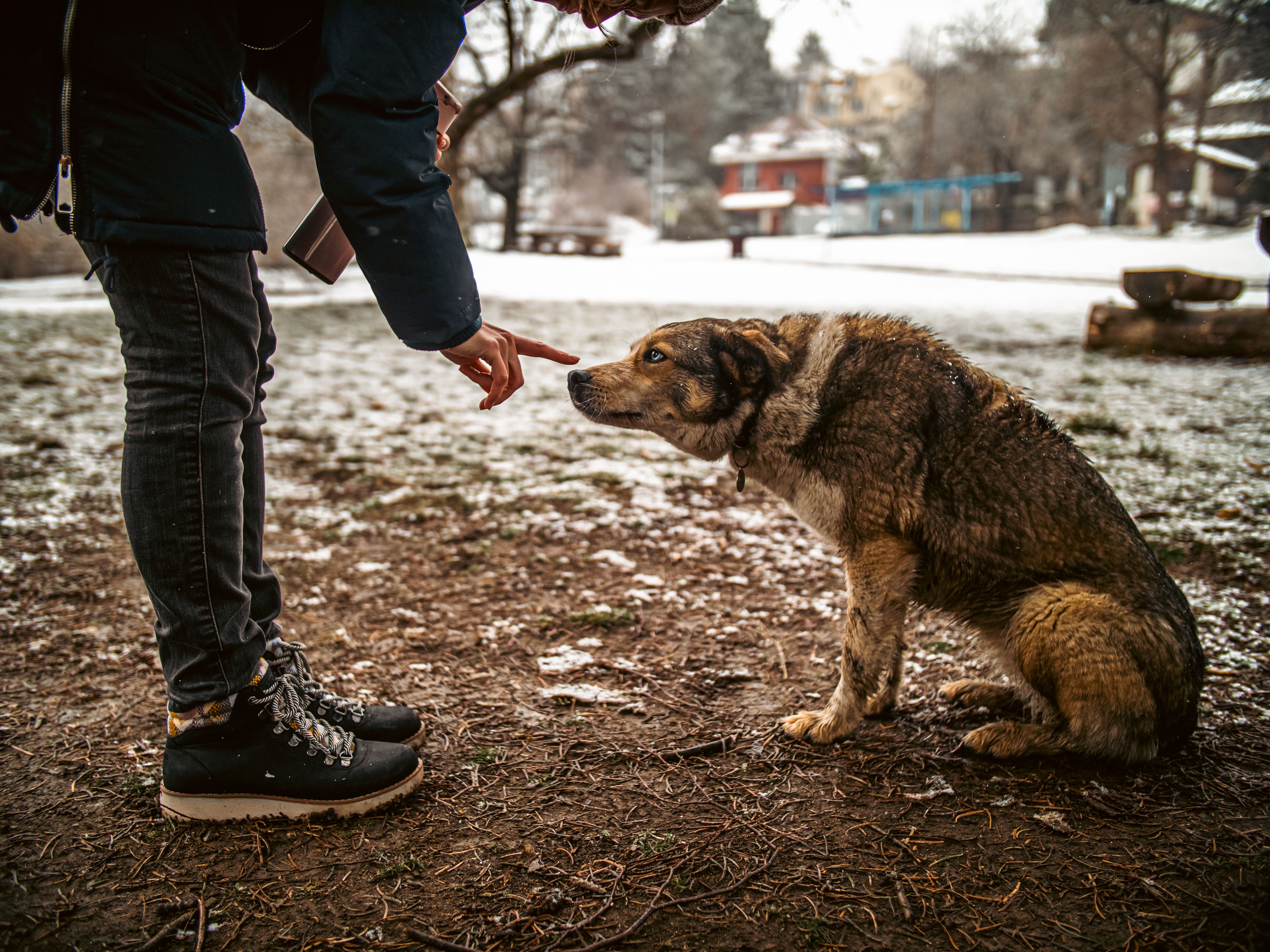 A Brown Dog Sitting · Free Stock Photo