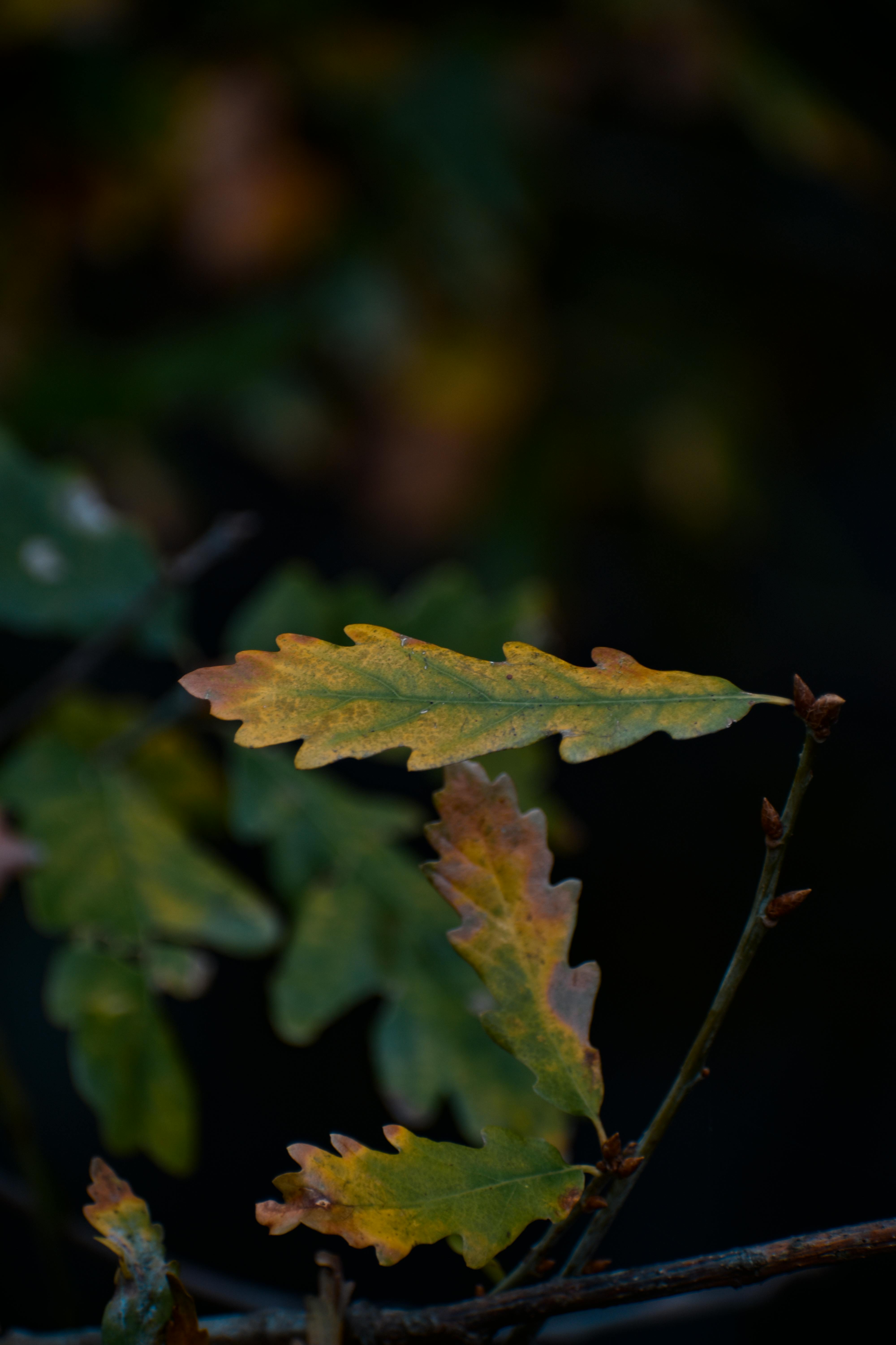 Brown Tree Trunk · Free Stock Photo