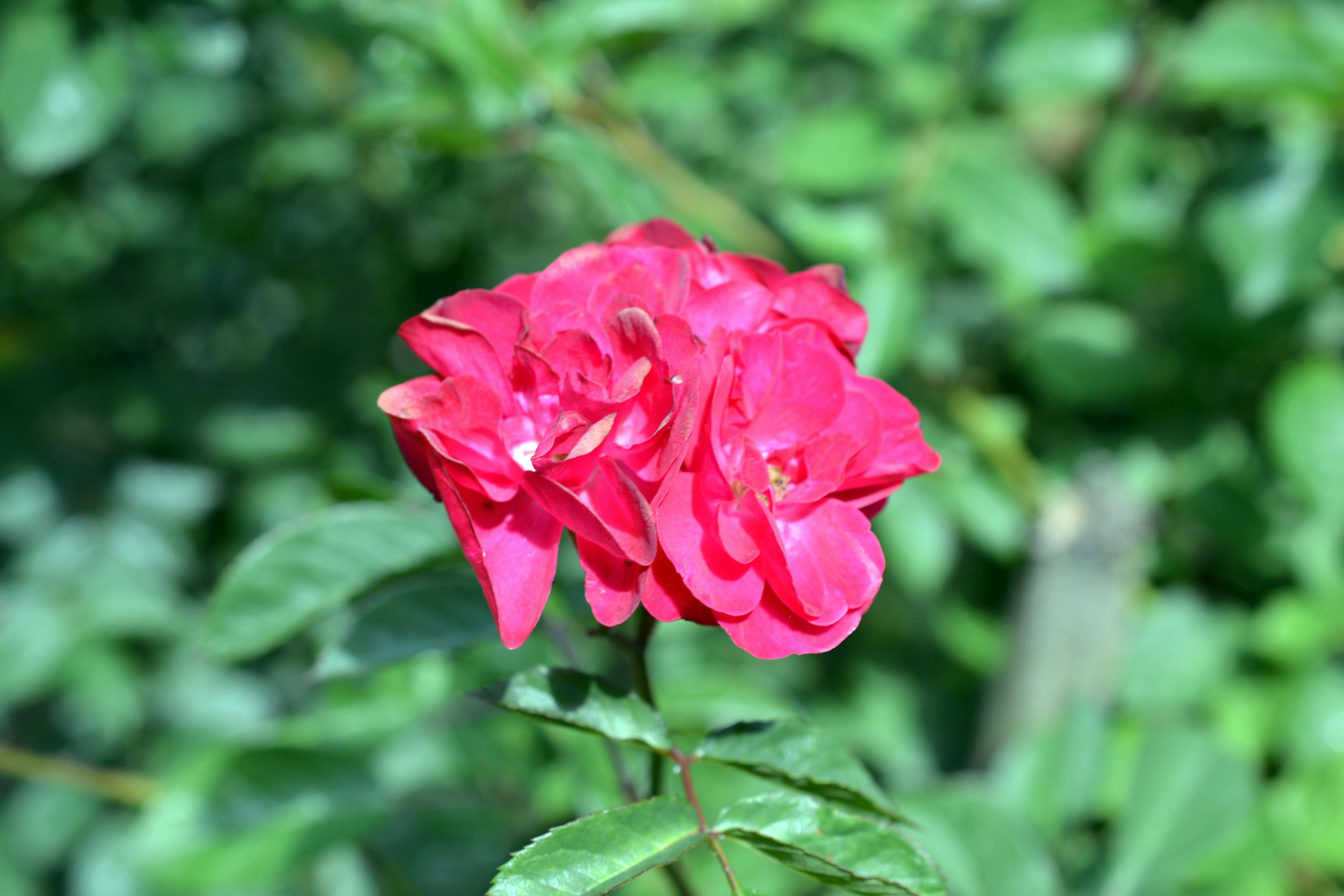 Free stock photo of flower, flowers, imagine