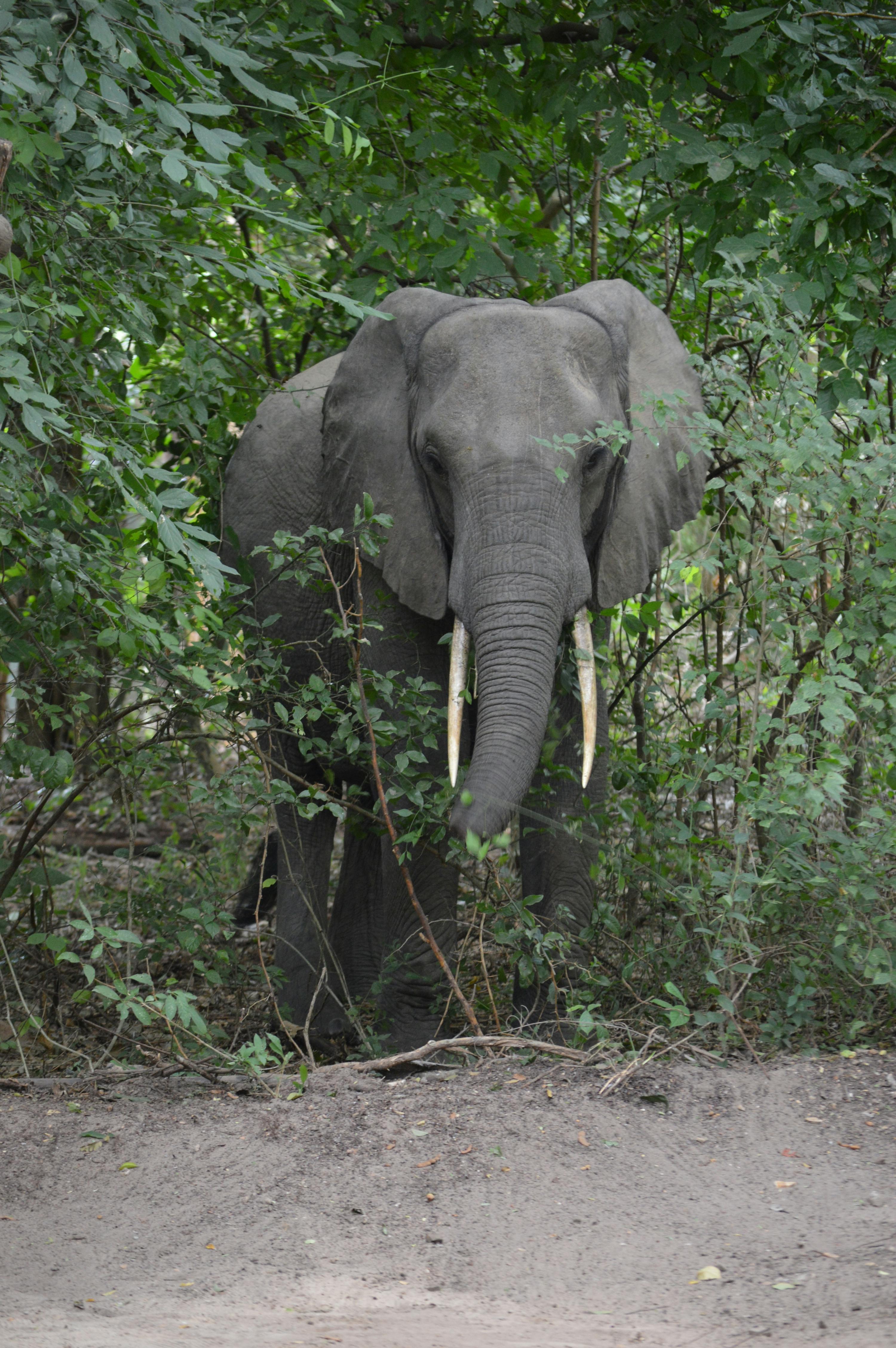 An Elephant in the Wild · Free Stock Photo